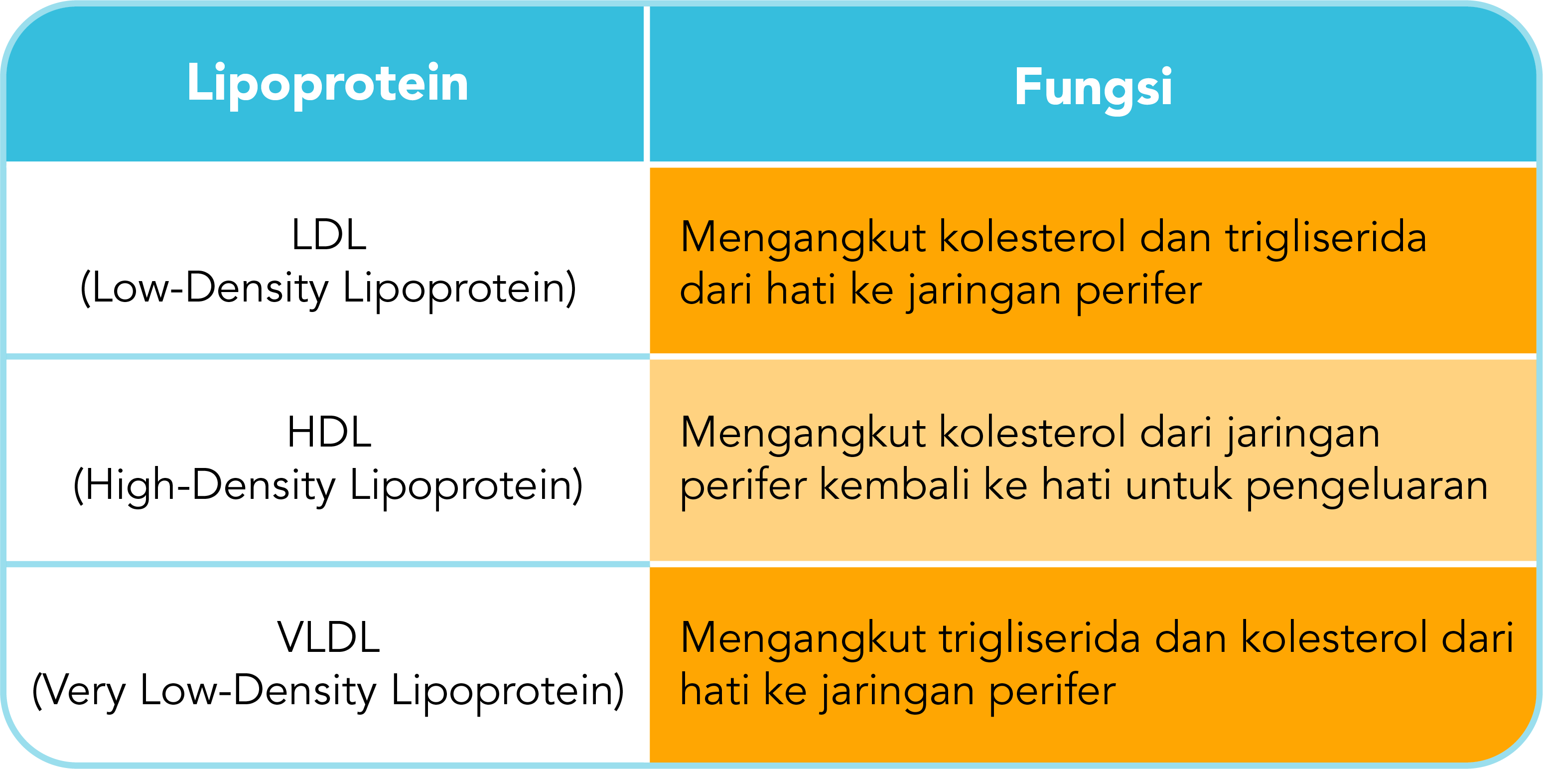Metabolisme Lipid