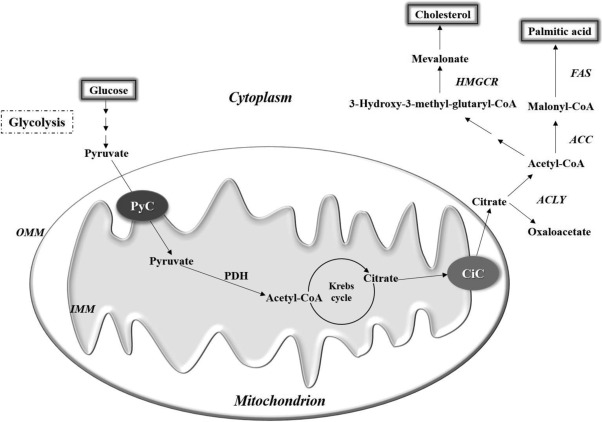 Metabolisme Lipid