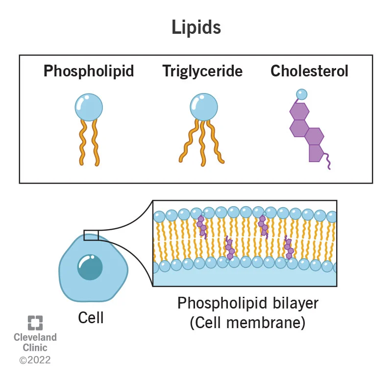 Metabolisme Lipid