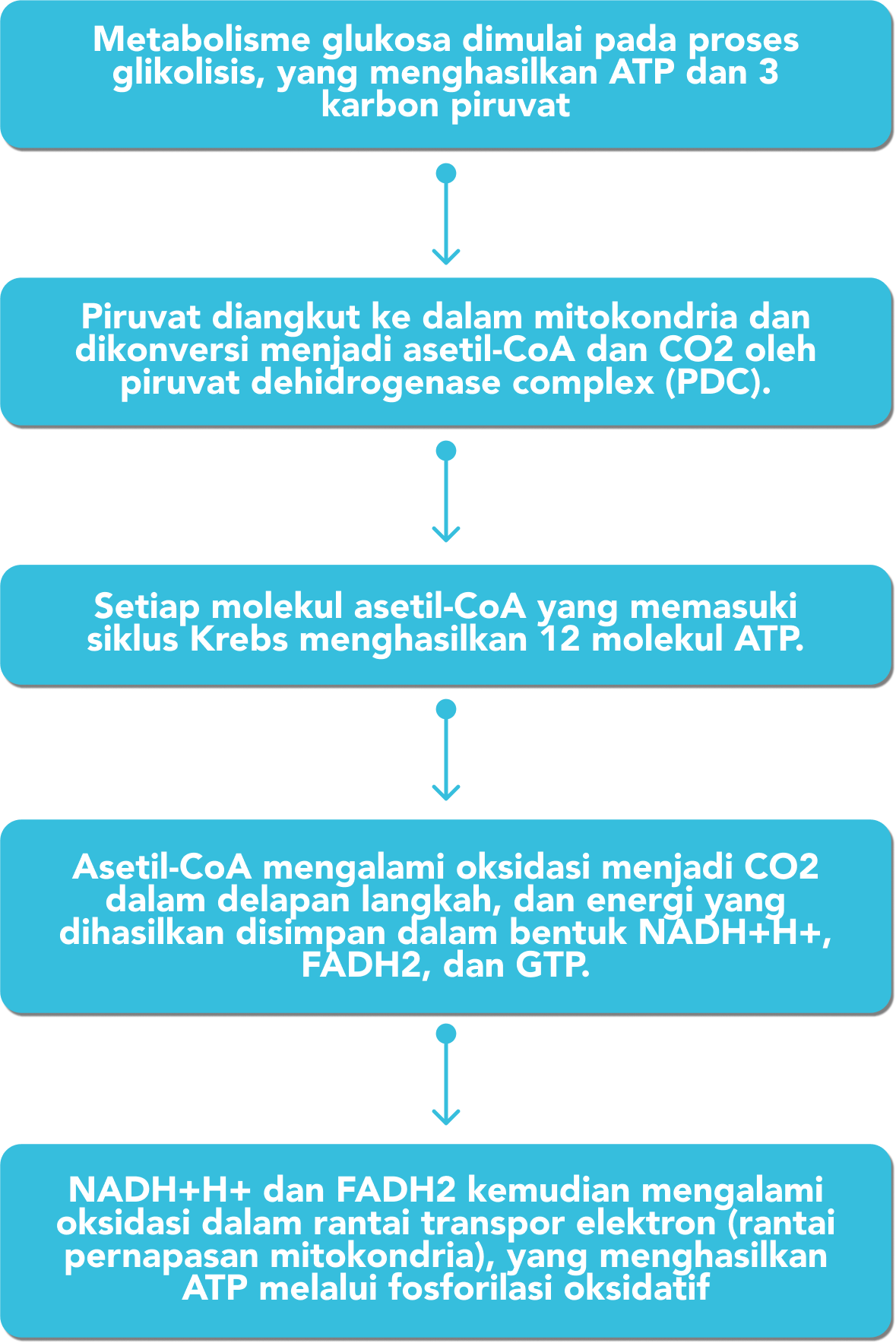 Siklus Krebs Crop Physiology | SpringerLink