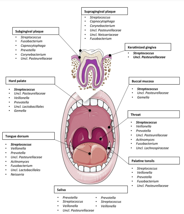 Pembentukan Biofilm, Plak Dan Kalkukus