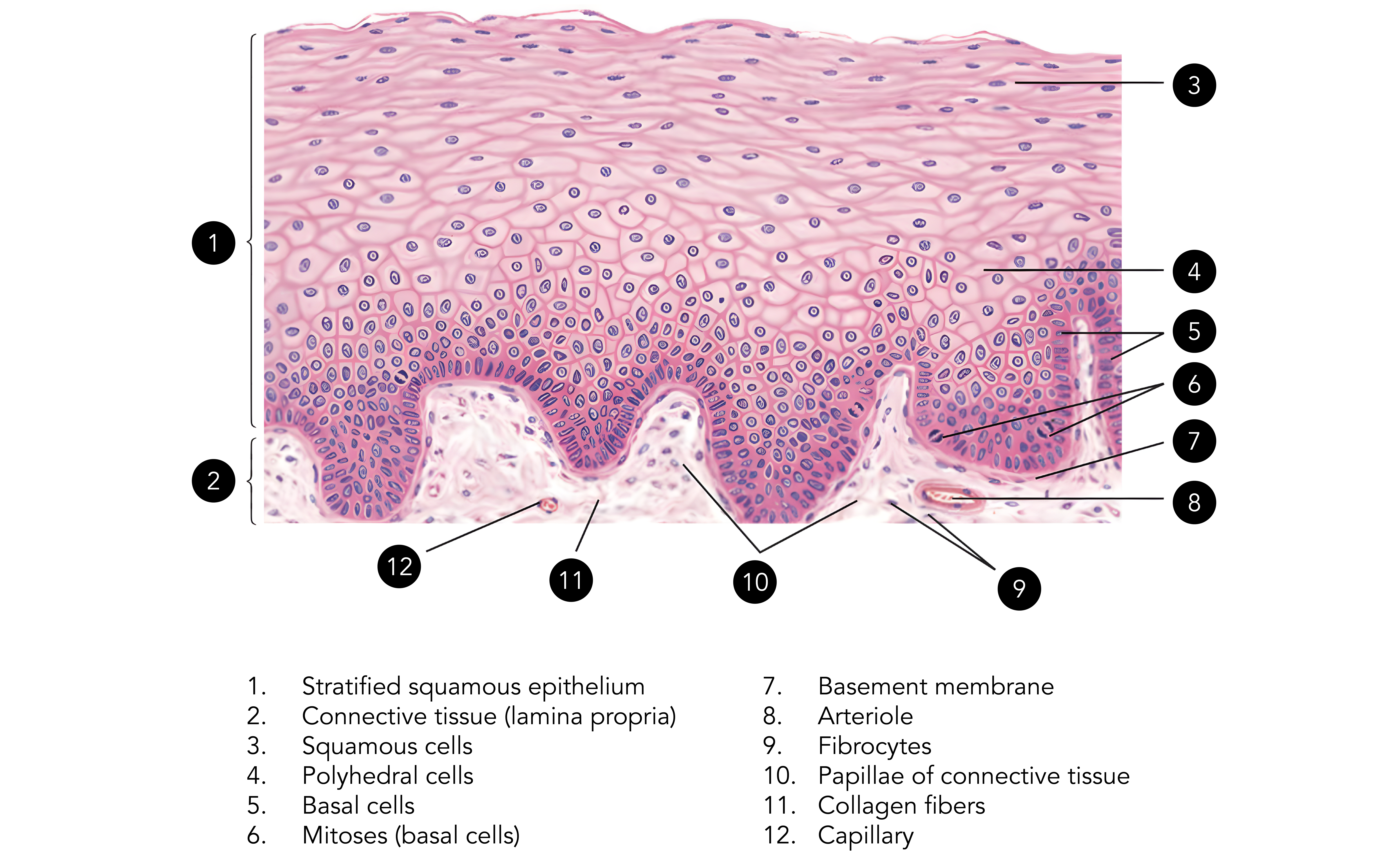 Struktur Epitelium Mukosa Oral