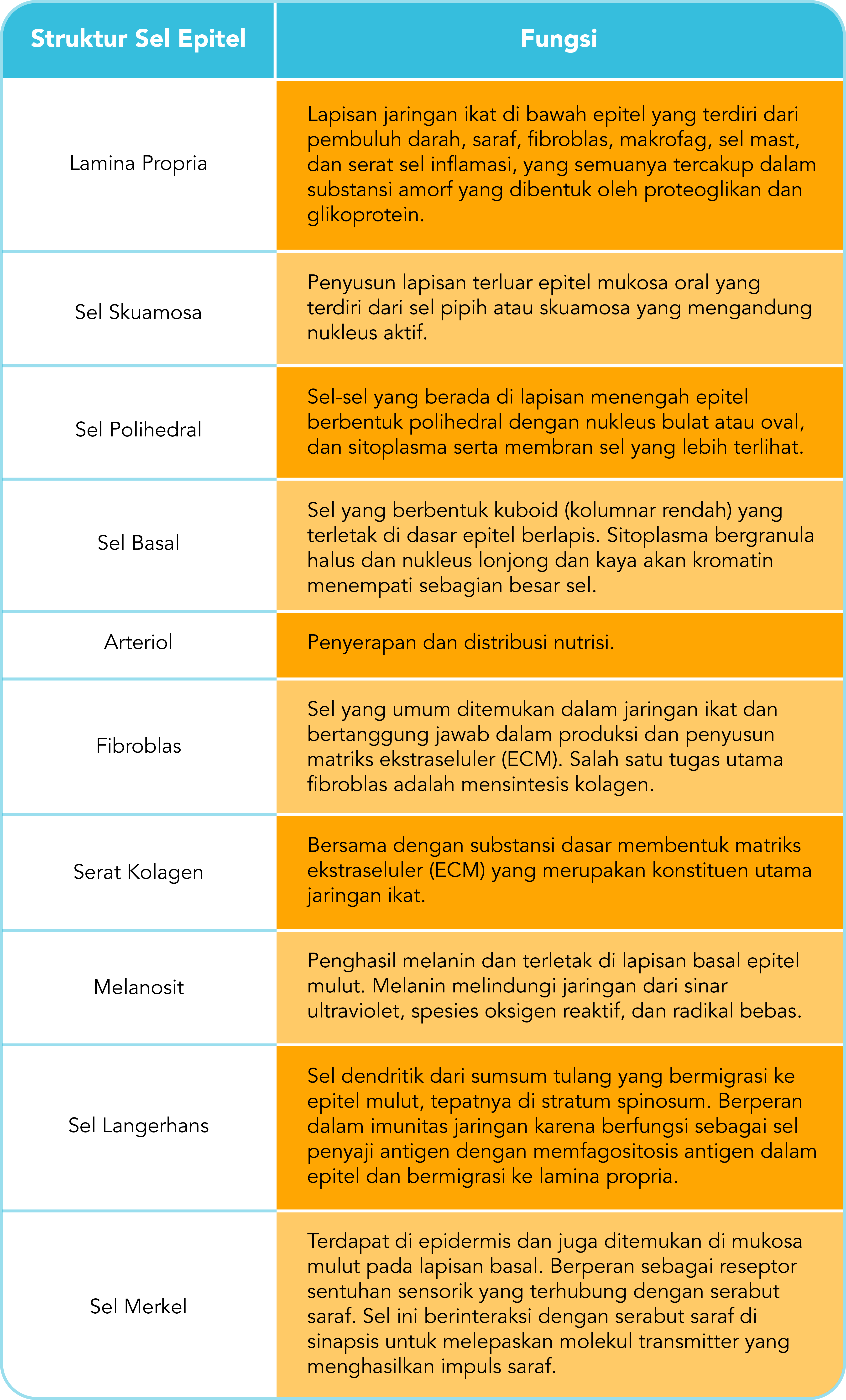 Struktur Epitelium Mukosa Oral