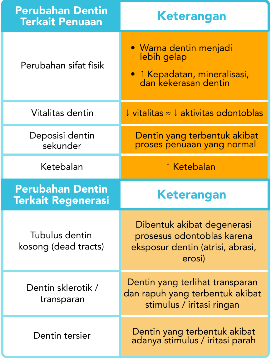 Biologi Jaringan Gigi: Dentin