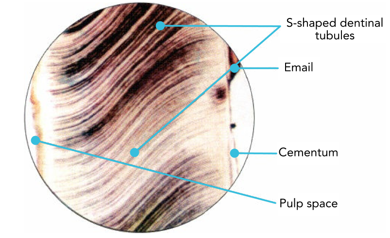 Biologi Jaringan Gigi: Dentin