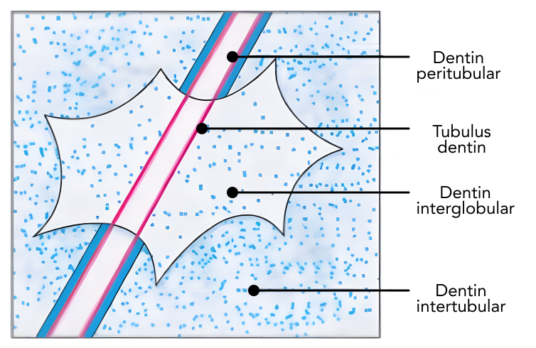 Biologi Jaringan Gigi: Dentin