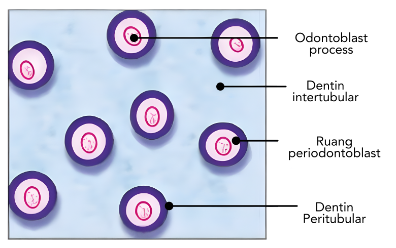 Biologi Jaringan Gigi: Dentin