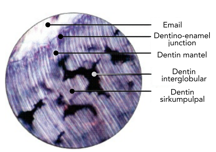 Biologi Jaringan Gigi: Dentin