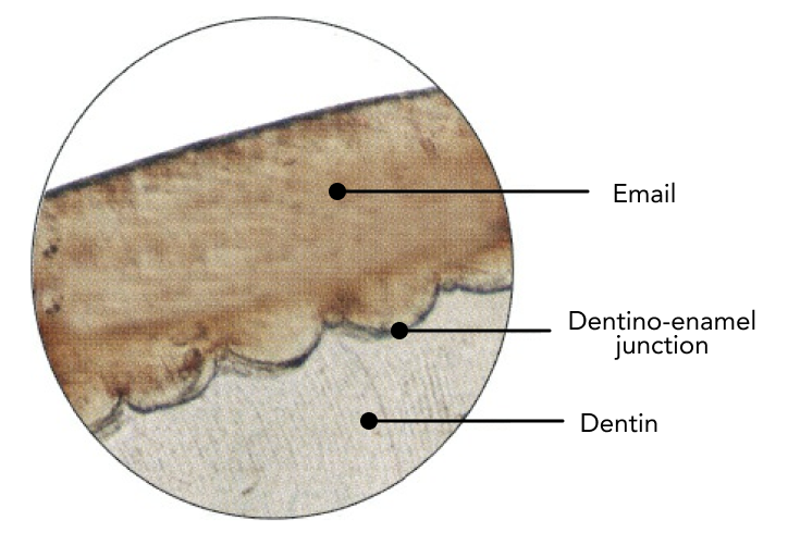 Biologi Jaringan Gigi: Dentin