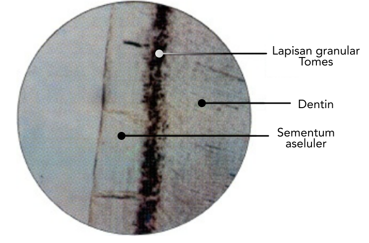 Biologi Jaringan Gigi: Dentin