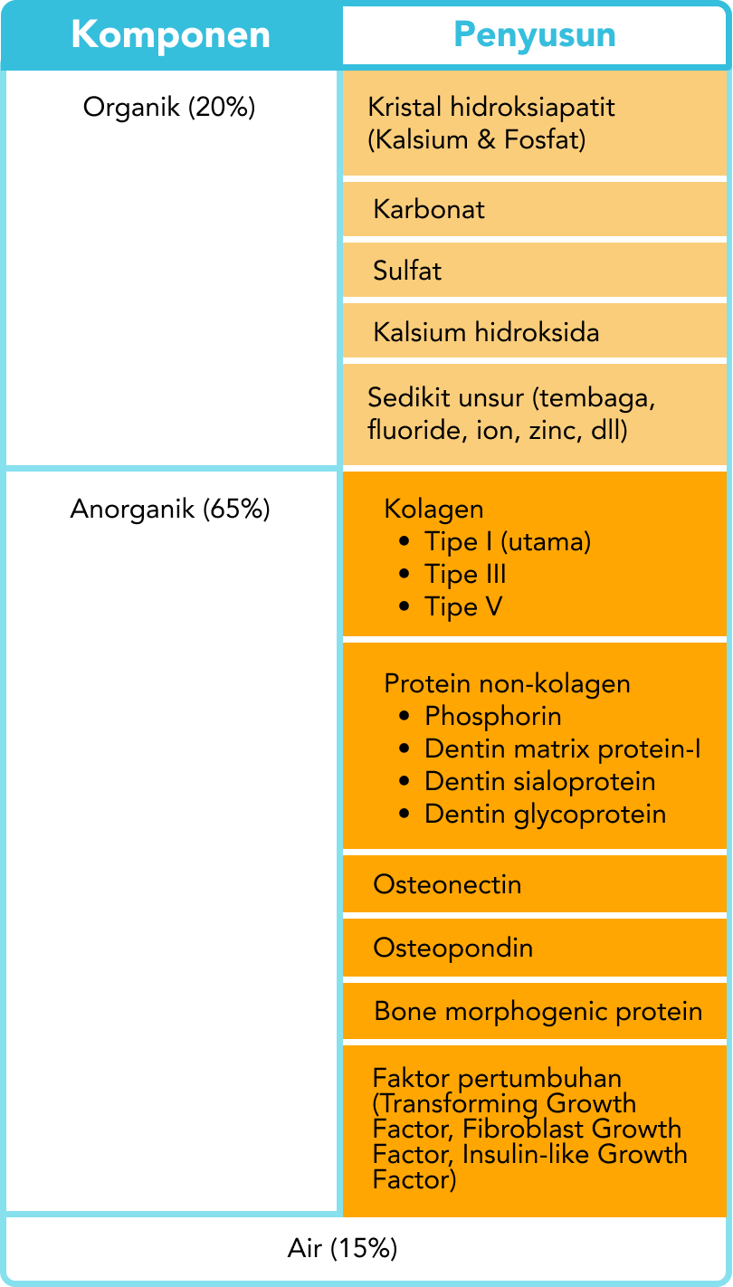 Biologi Jaringan Gigi: Dentin
