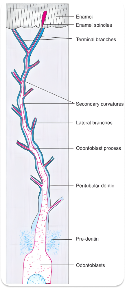 Biologi Jaringan Gigi: Dentin