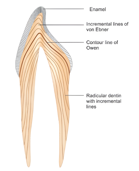 Biologi Jaringan Gigi: Dentin