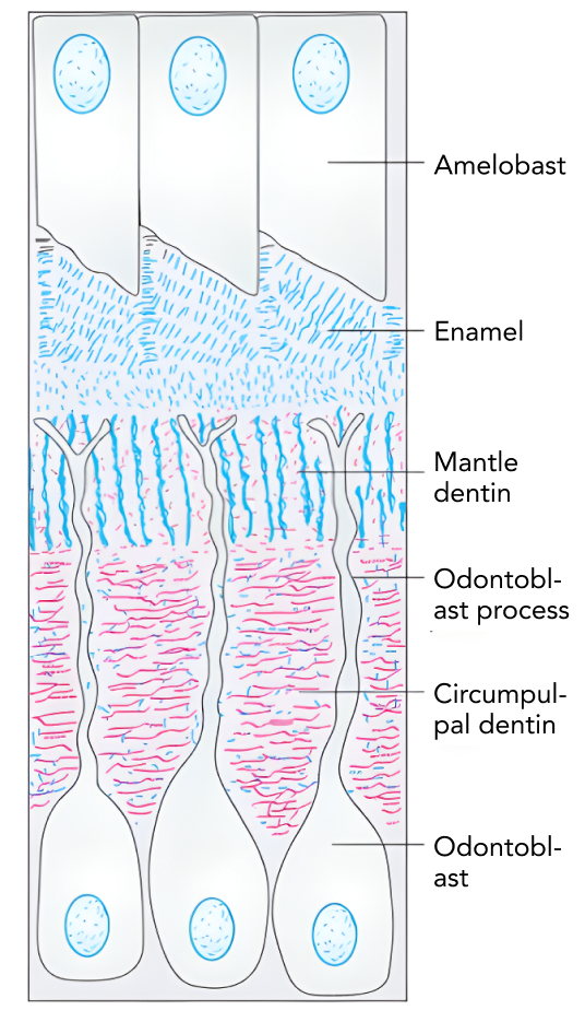 Embriologi Odontogenesis: Proses Pembentukan Gigi