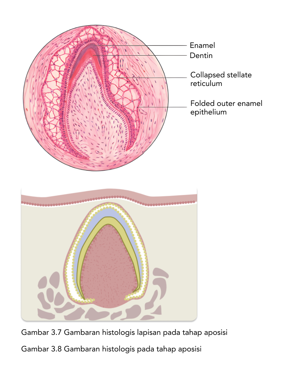 Embriologi Odontogenesis: Proses Pembentukan Gigi