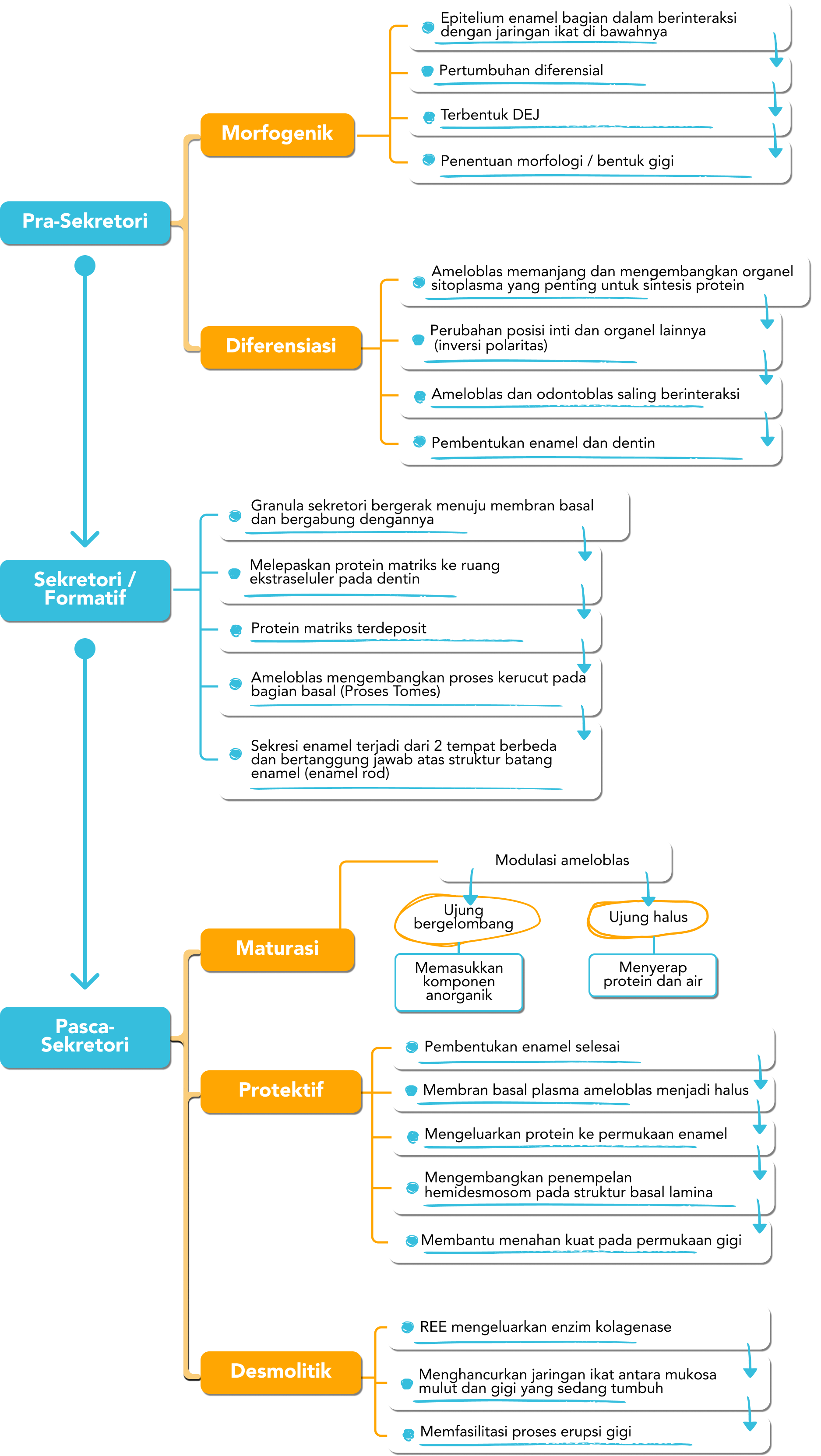 Embriologi Odontogenesis: Proses Pembentukan Gigi