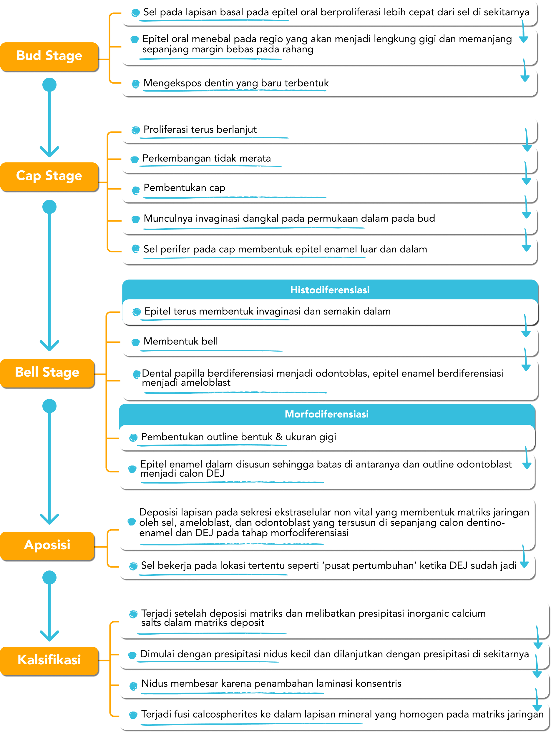 Embriologi Odontogenesis: Proses Pembentukan Gigi