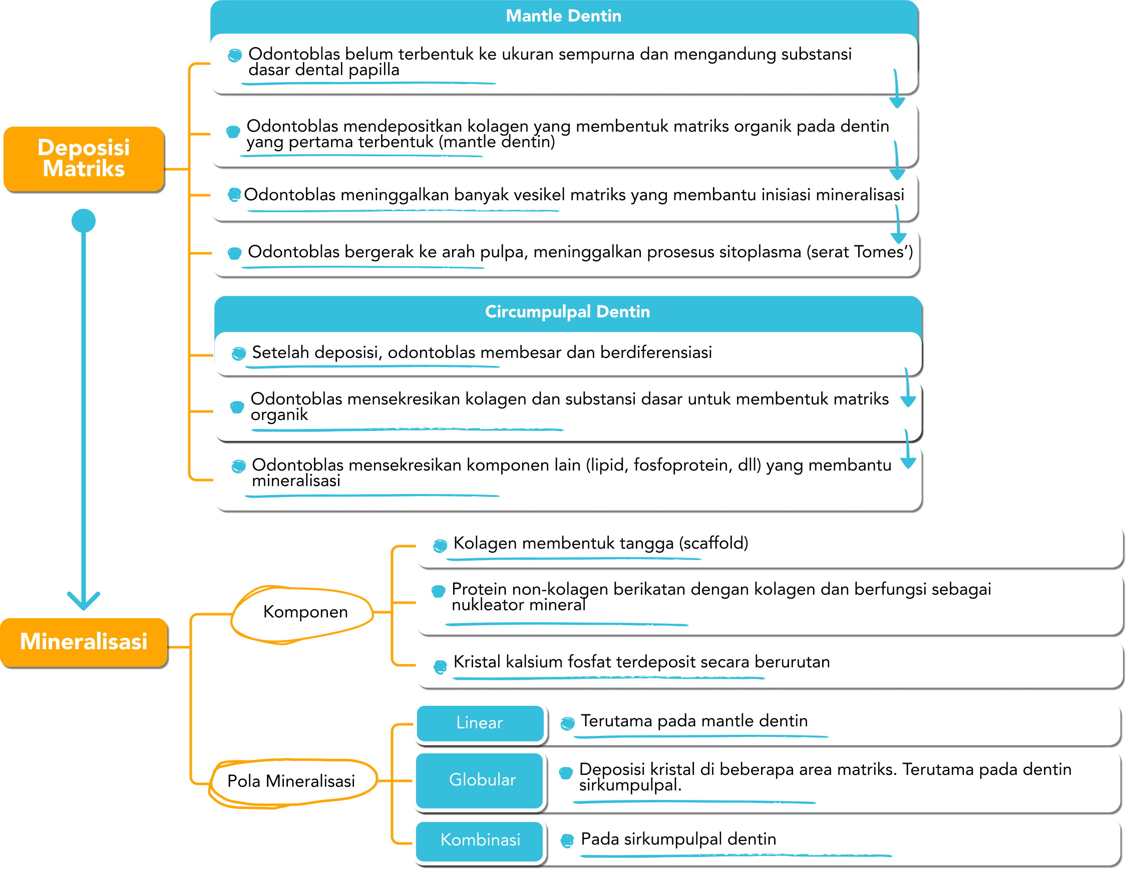 Embriologi Odontogenesis: Proses Pembentukan Gigi