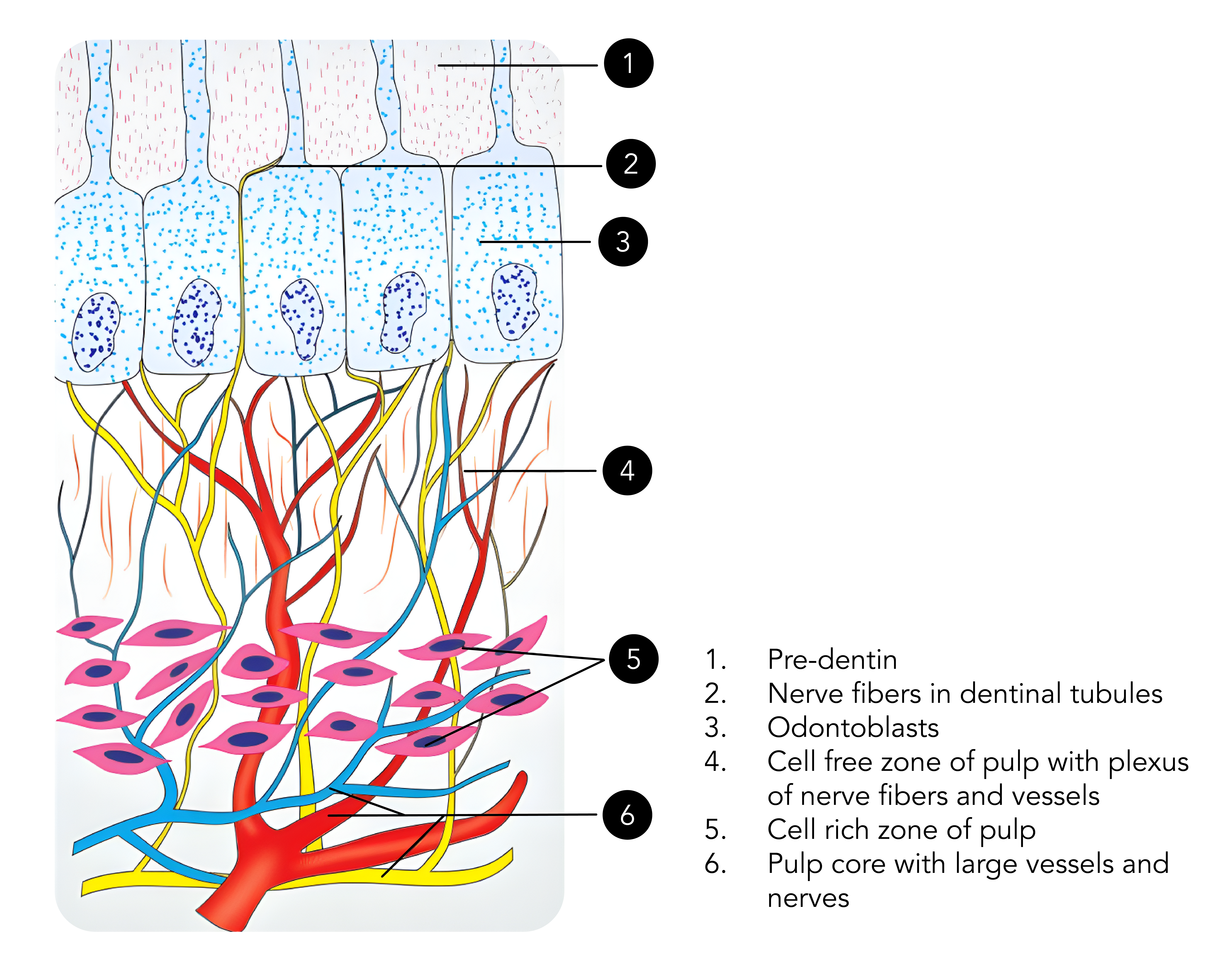 Biologi Jaringan Gigi: Pulpa
