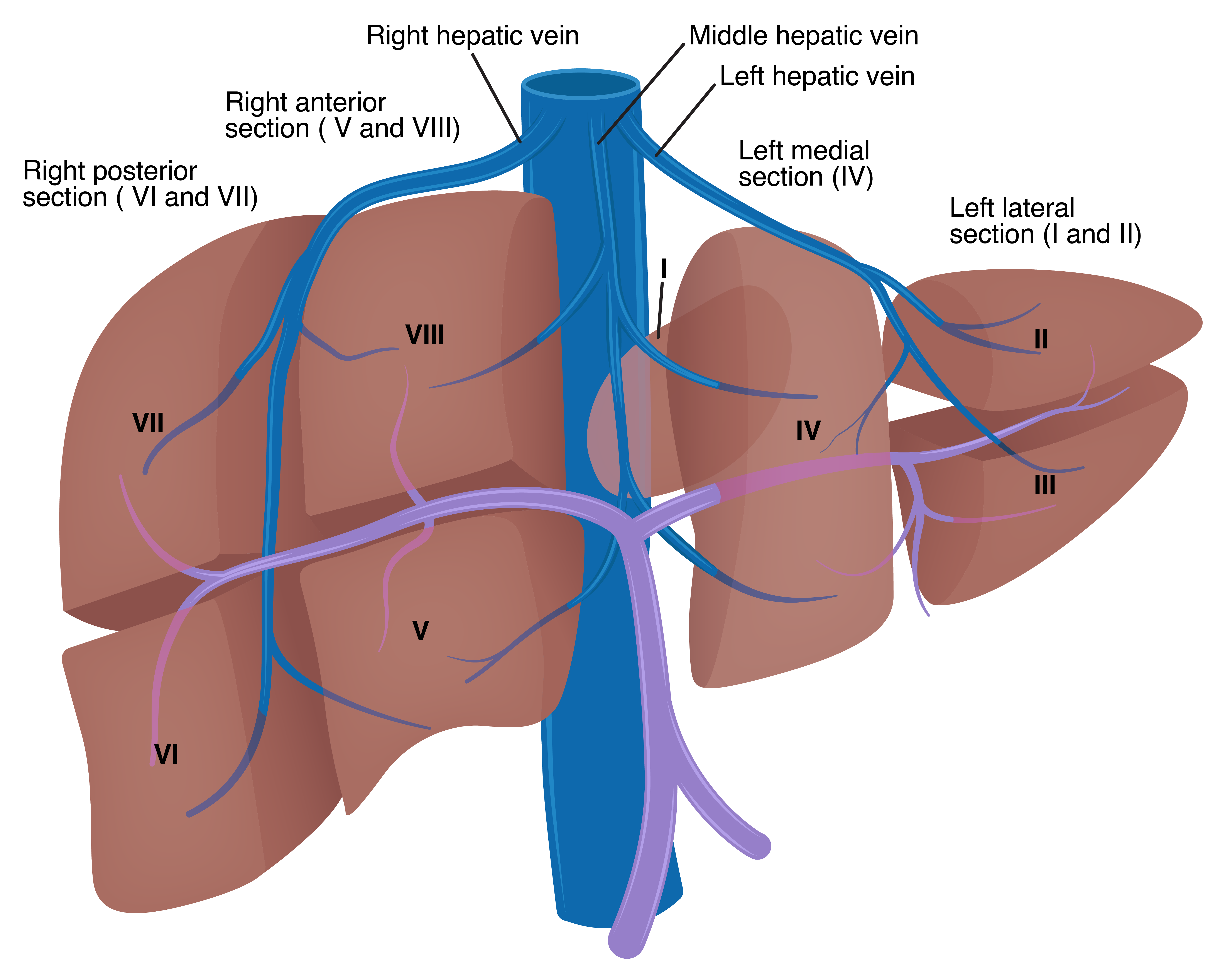 Anatomi Sistem Digestivus