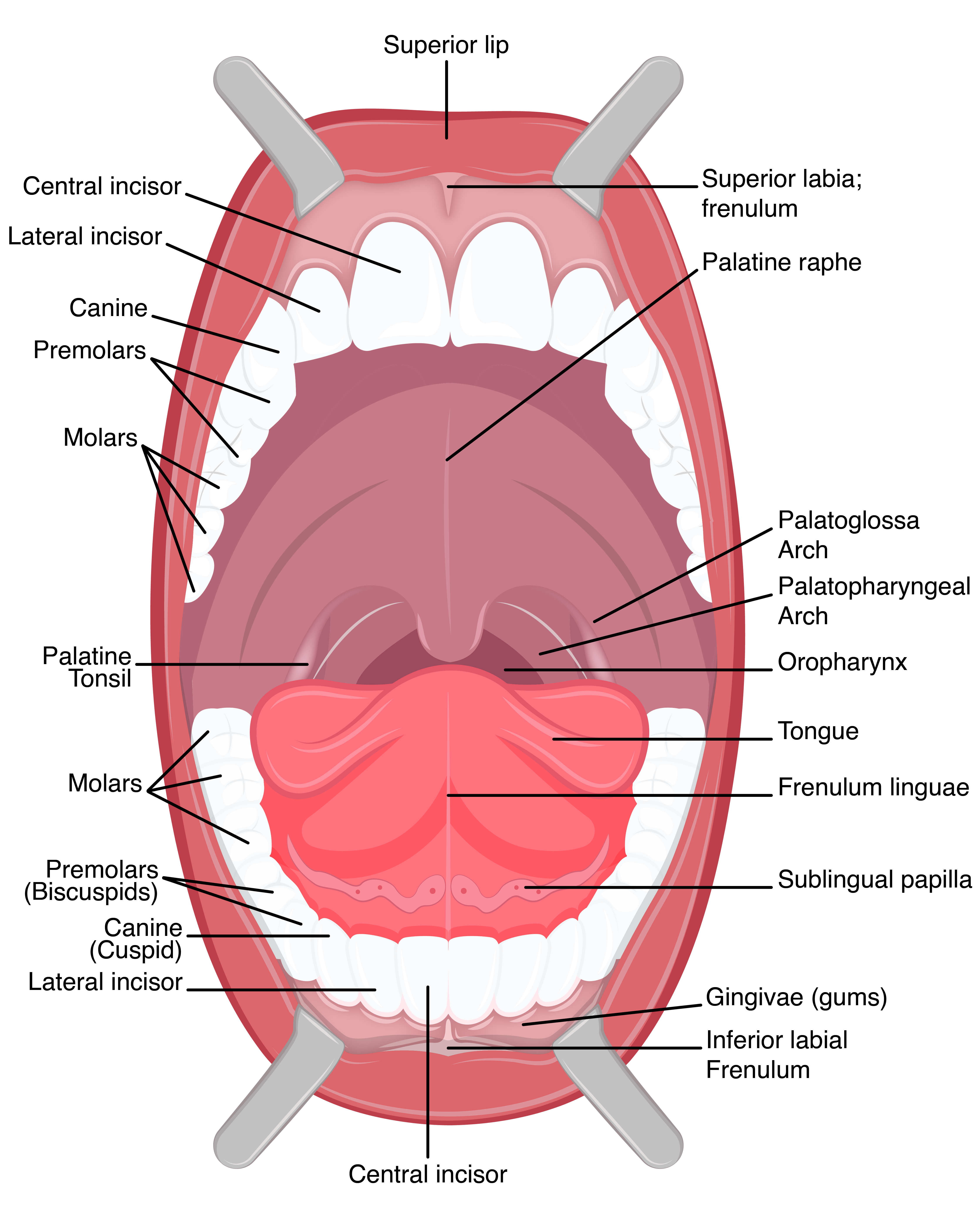 Anatomi Sistem Digestivus