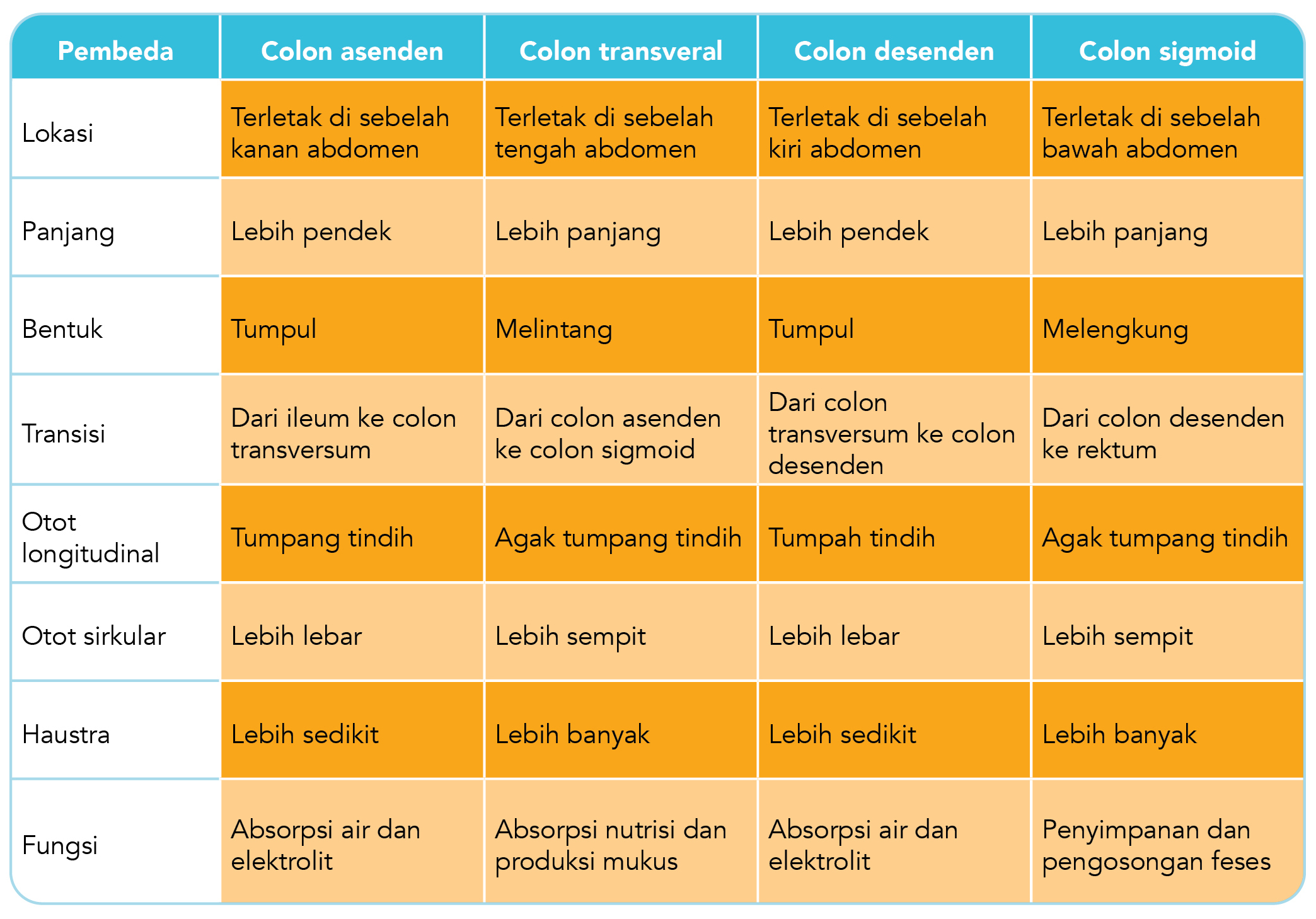 Histologi Sistem Digestivus