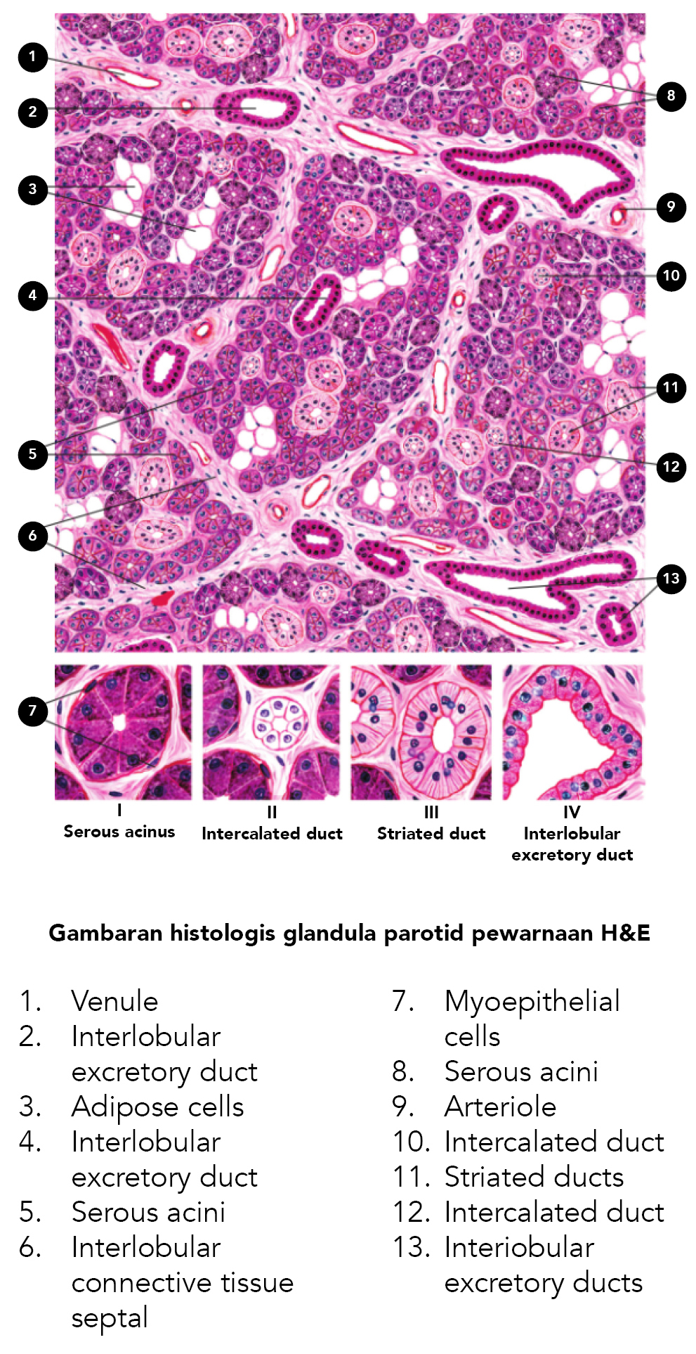 Histologi Sistem Digestivus