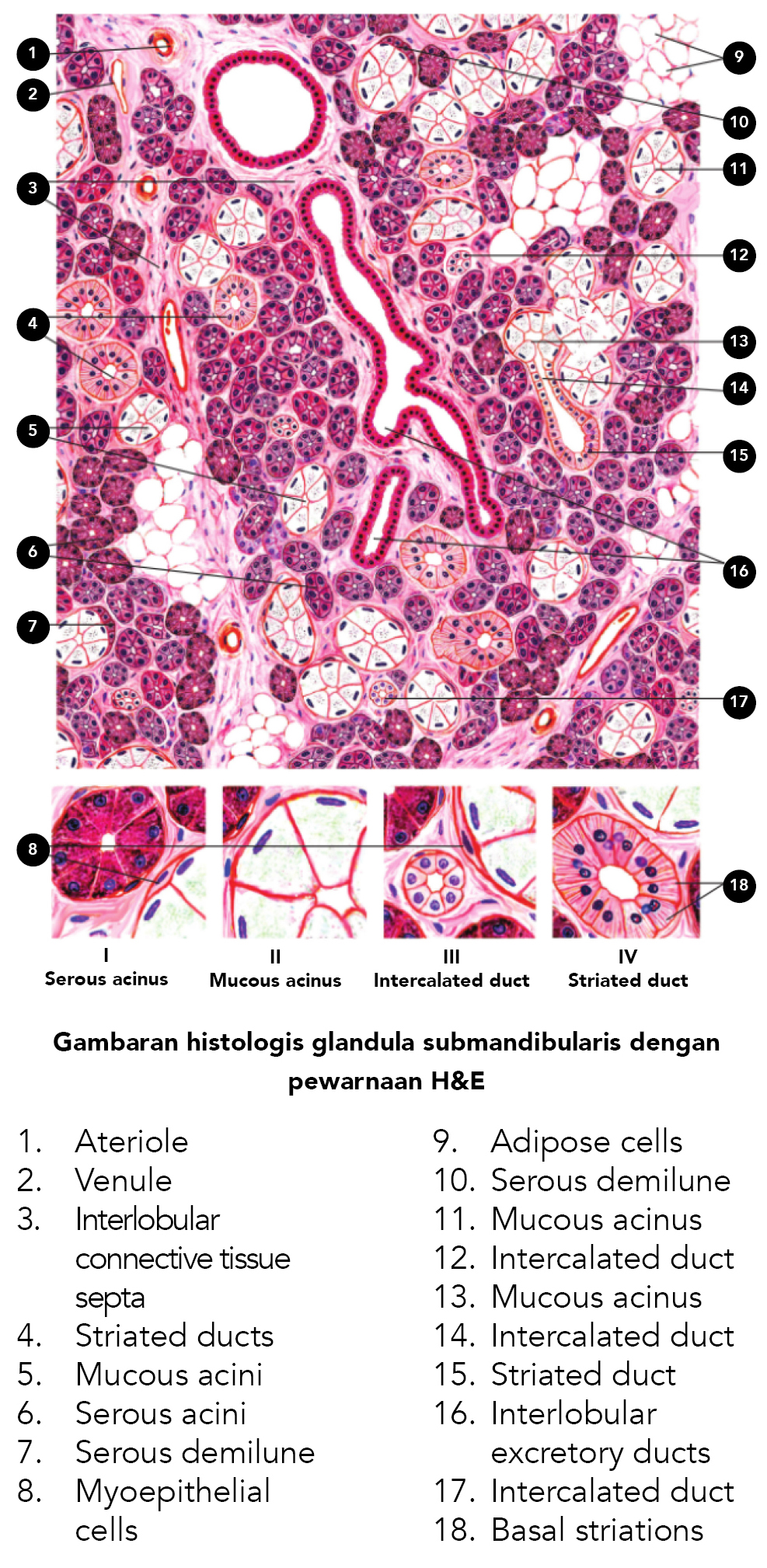 Histologi Sistem Digestivus