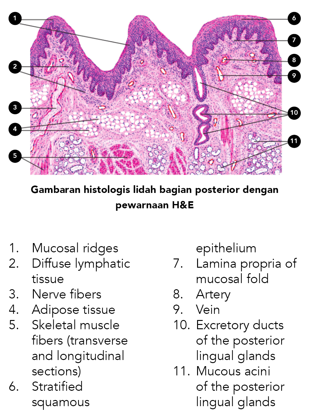 Histologi Sistem Digestivus