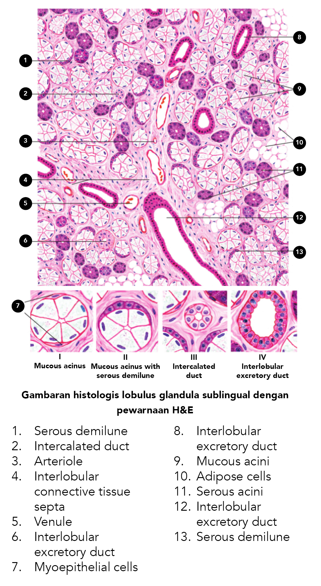 Histologi Sistem Digestivus