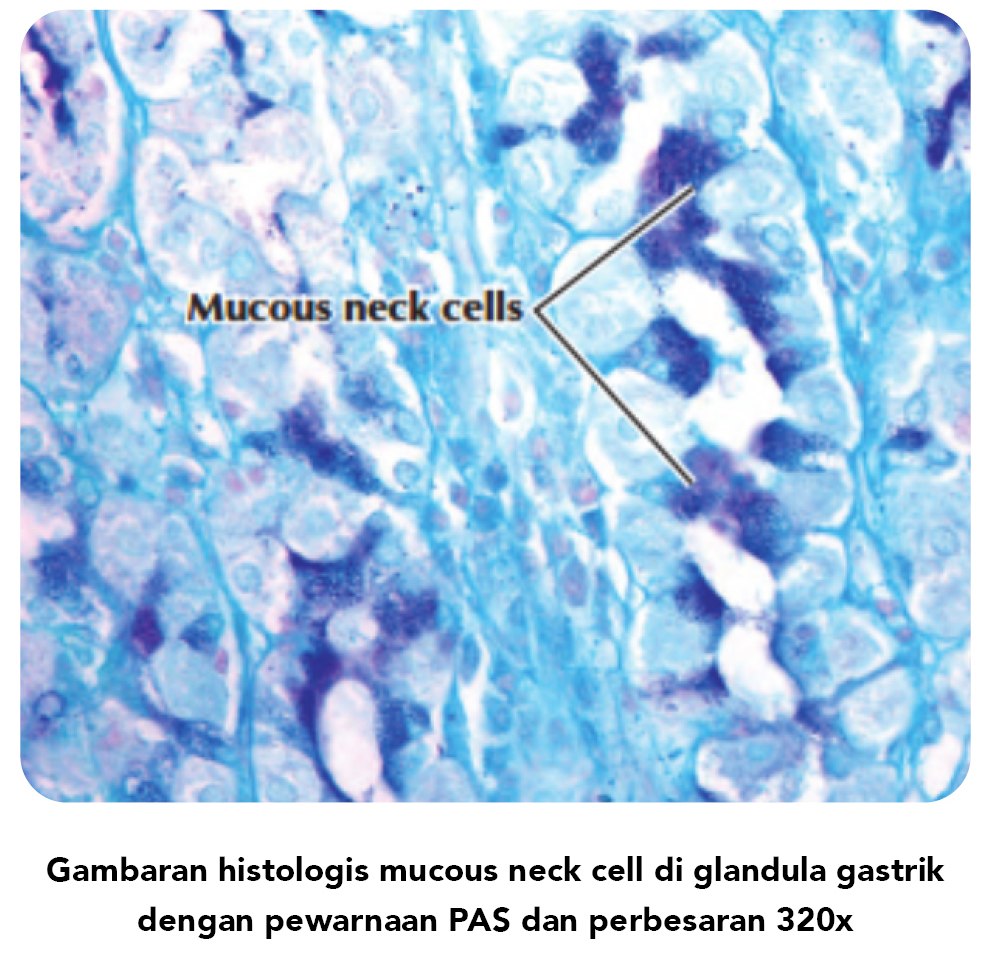 Histologi Sistem Digestivus