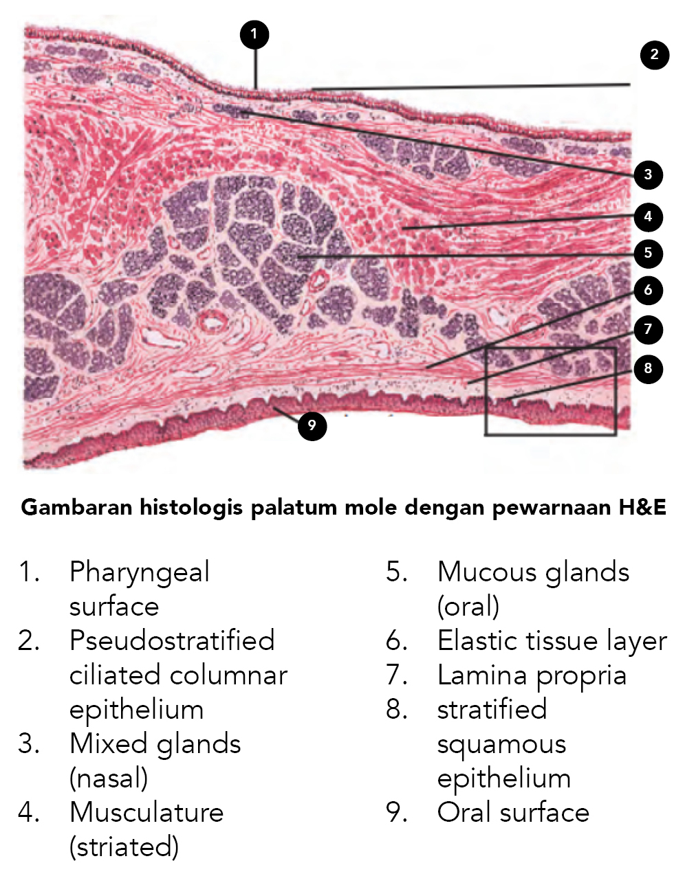 Histologi Sistem Digestivus