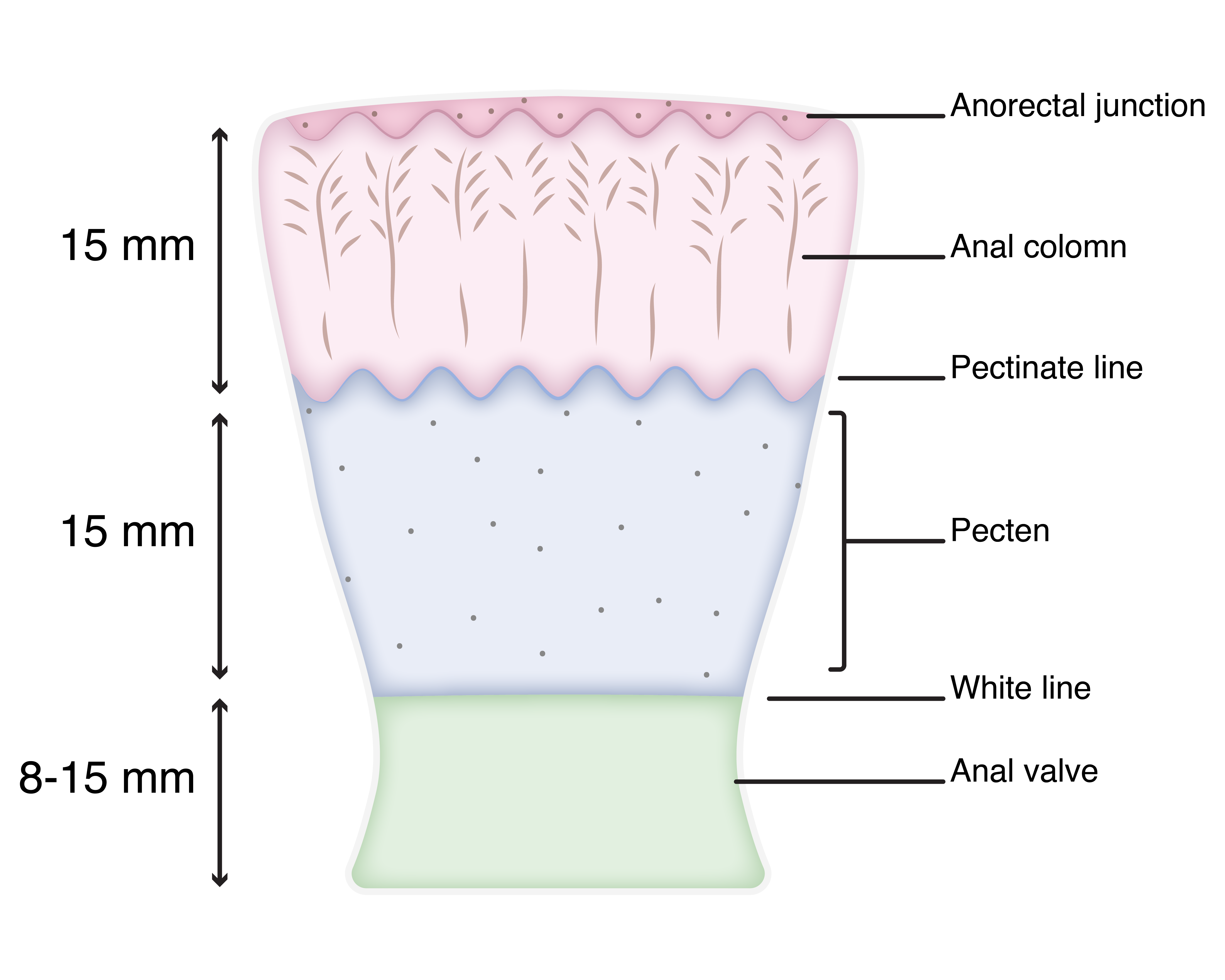 Histologi Sistem Digestivus