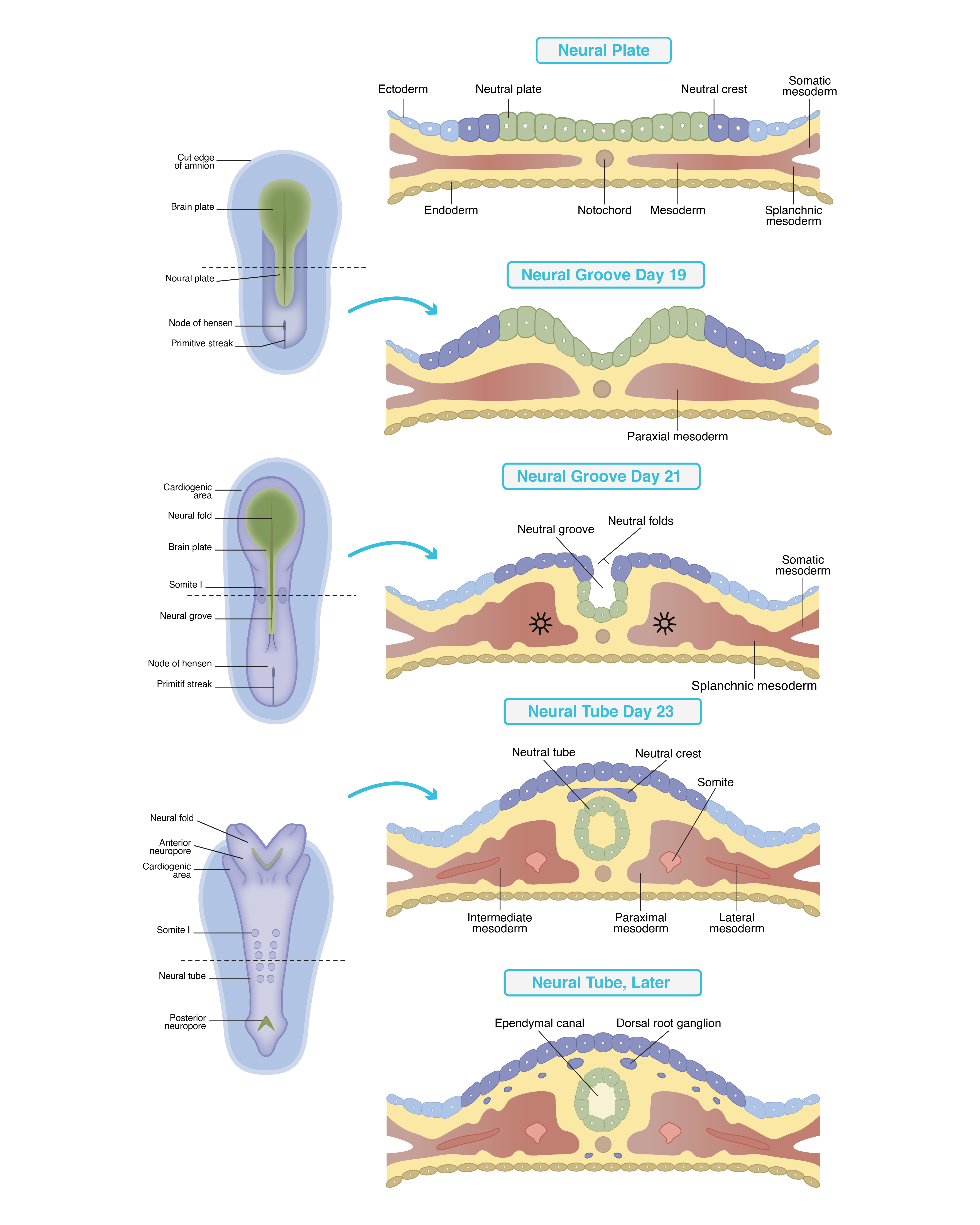 Anatomi Sistem Embriologi