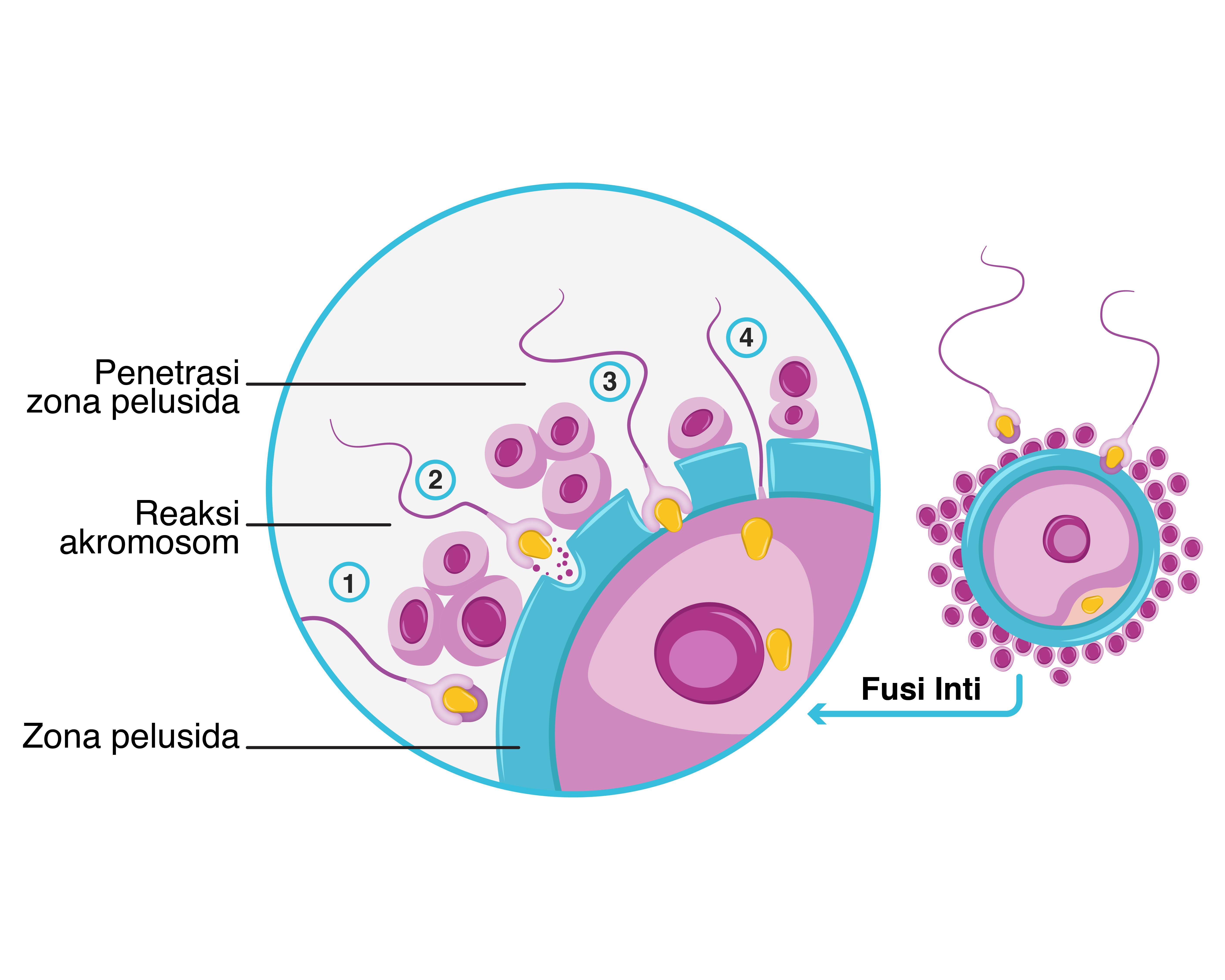 Fisiologi embriologi