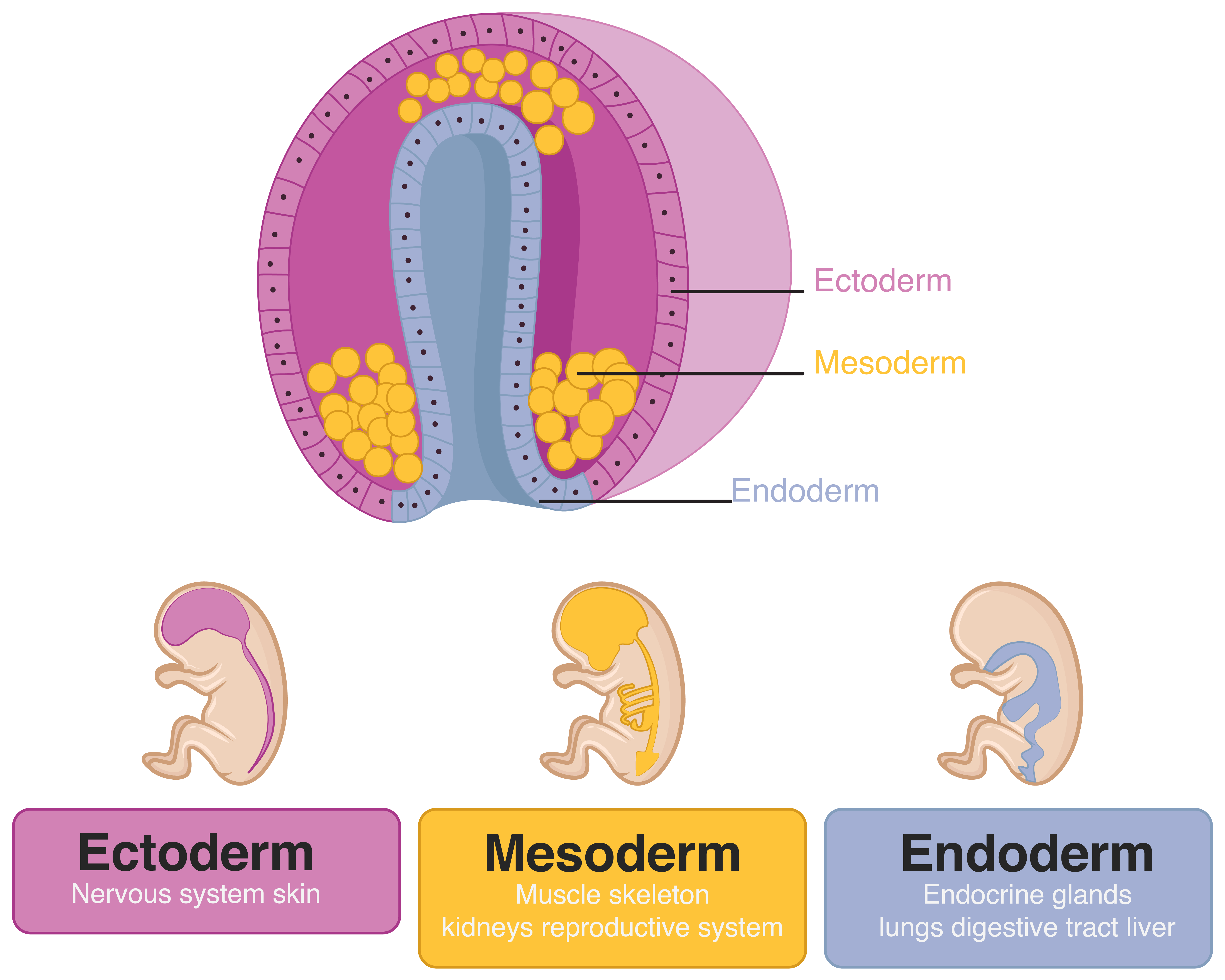 Fisiologi embriologi