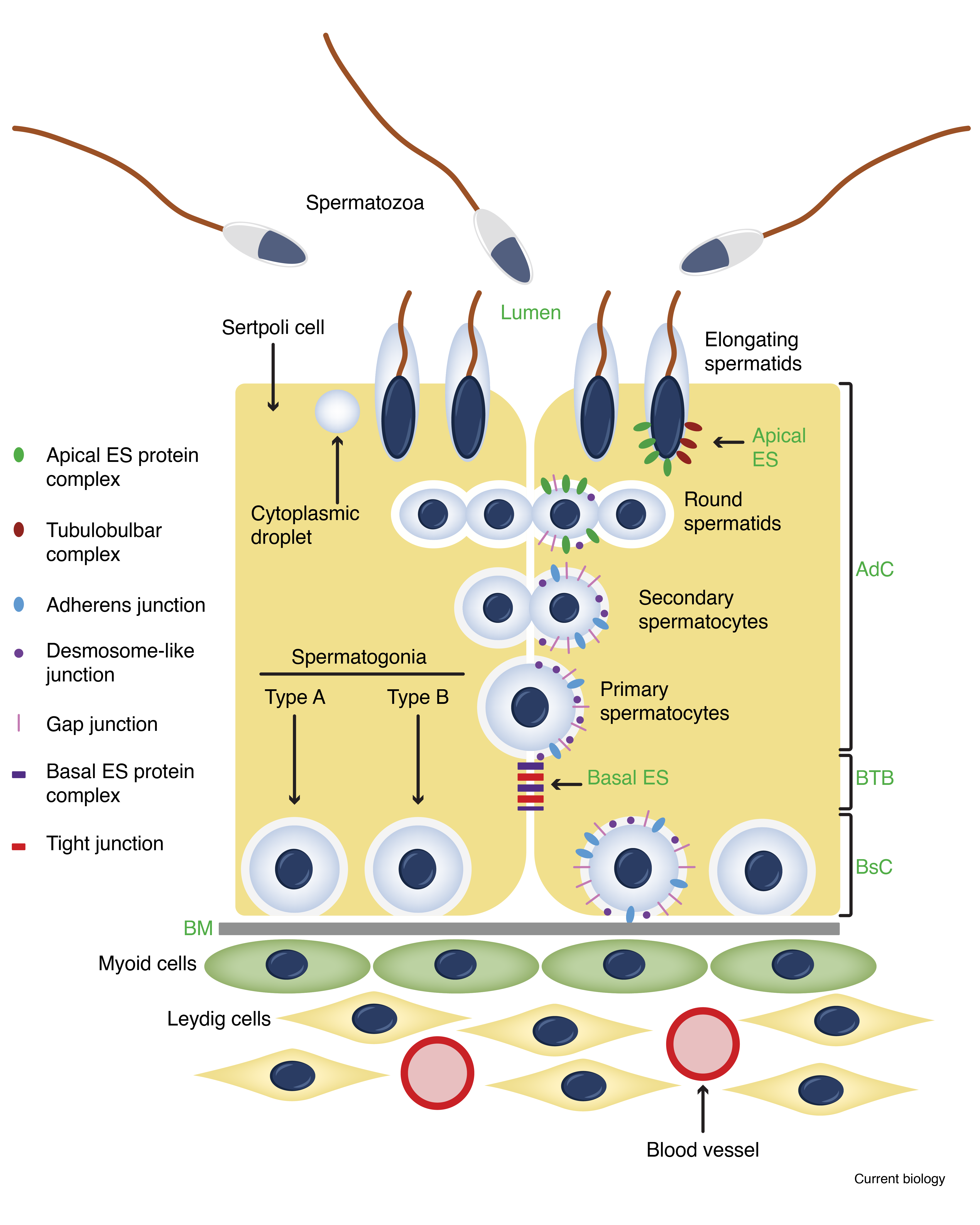 Anatomi Sistem Embriologi