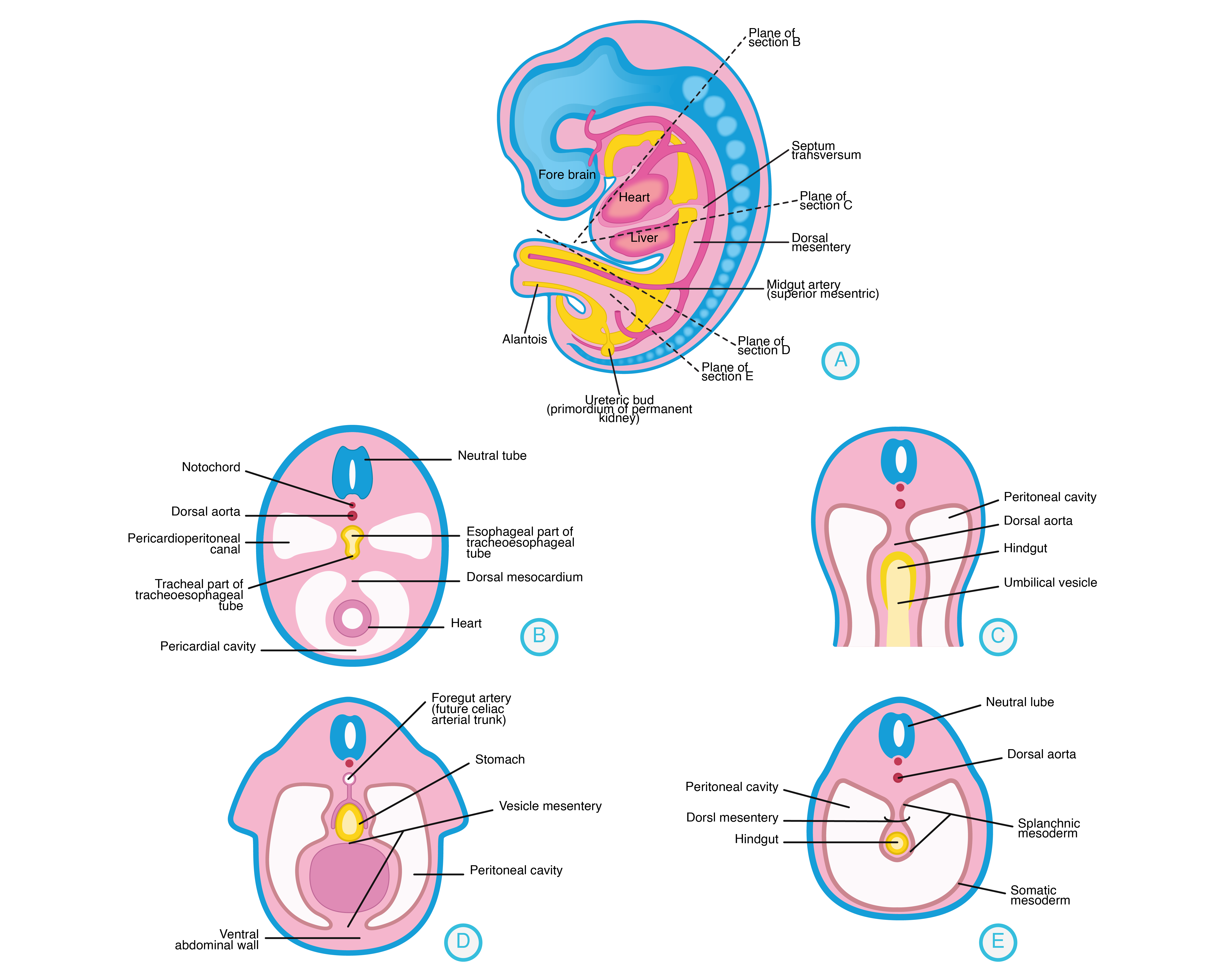 Anatomi Sistem Embriologi