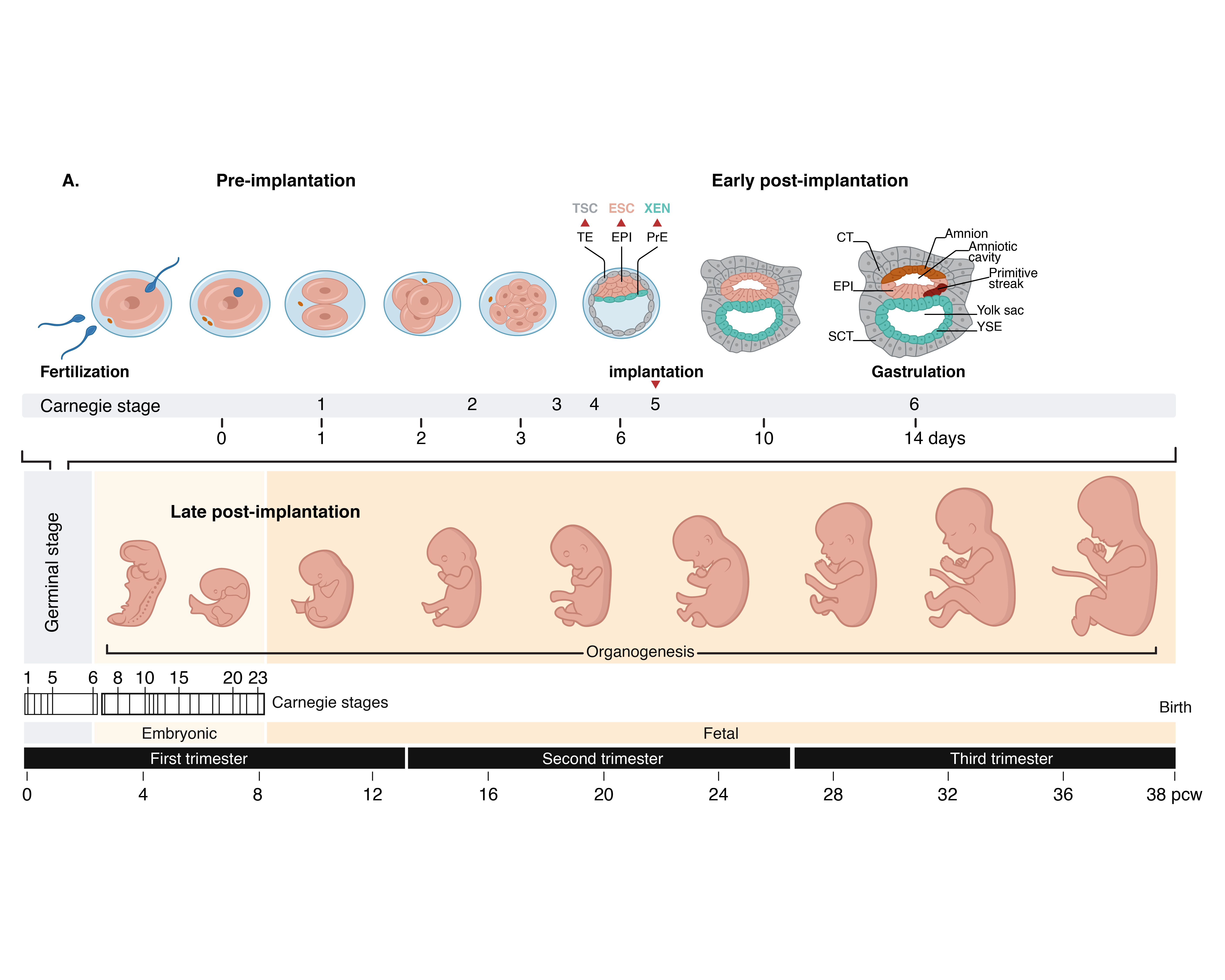 Anatomi Sistem Embriologi