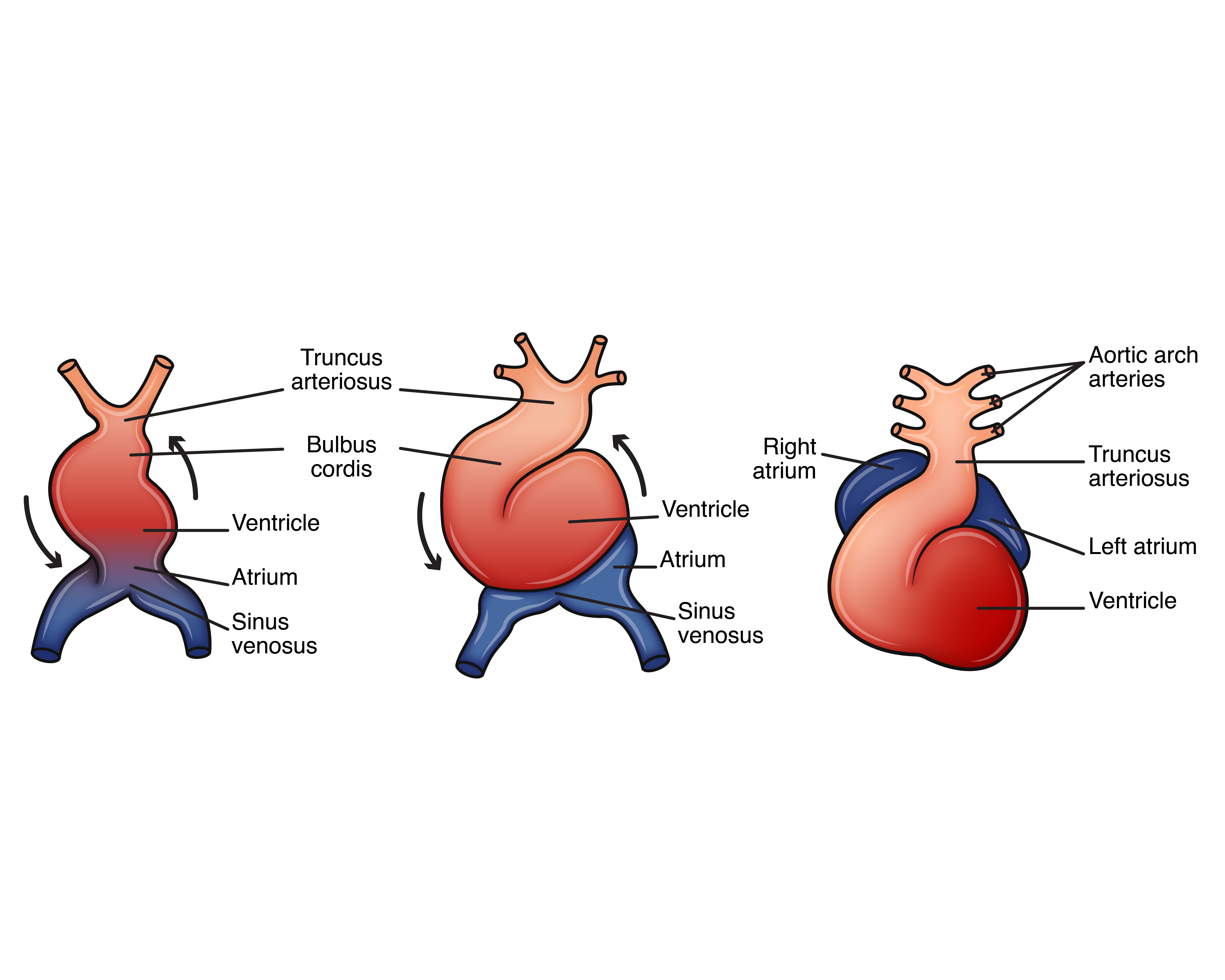 Anatomi Sistem Embriologi