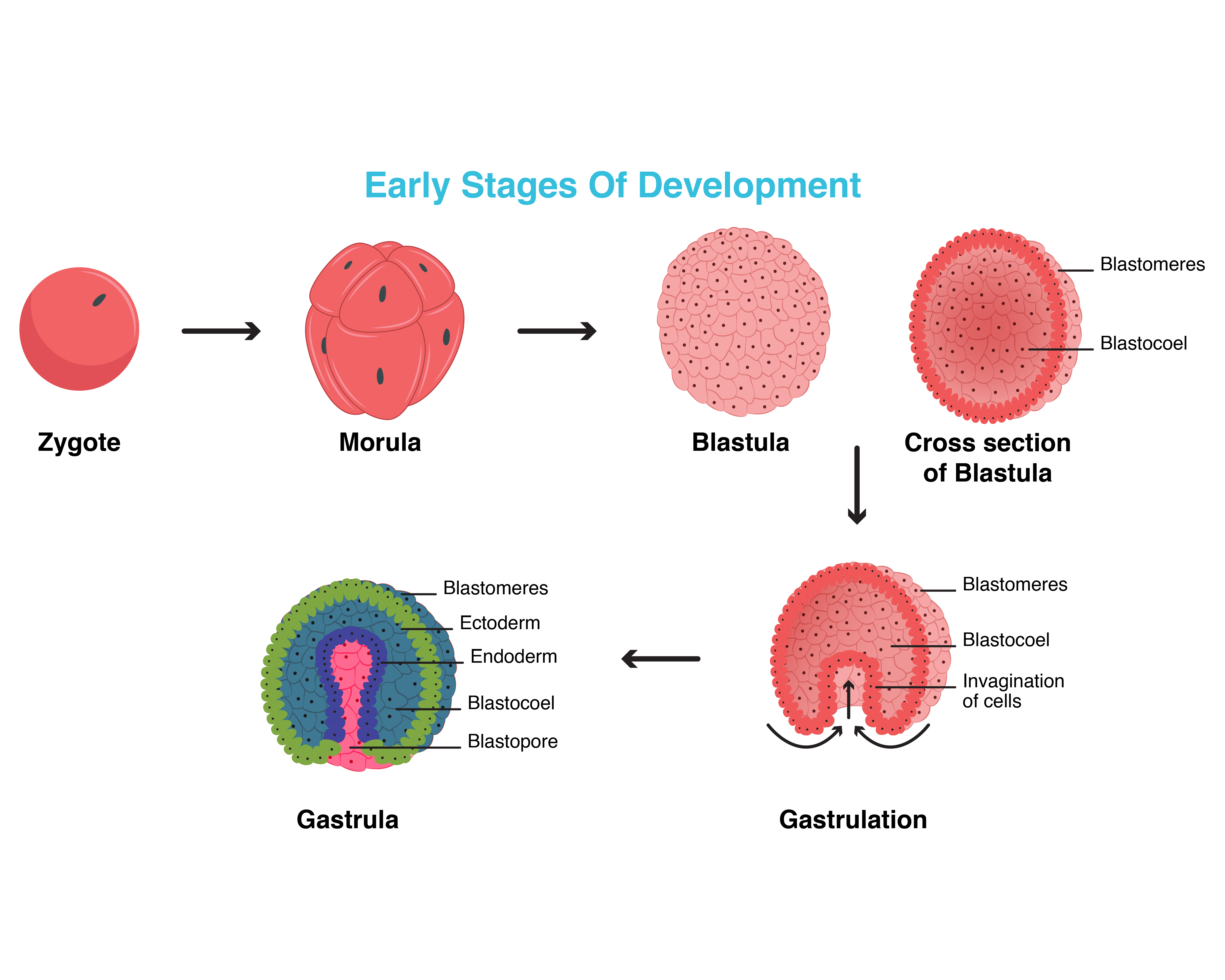 Fisiologi embriologi