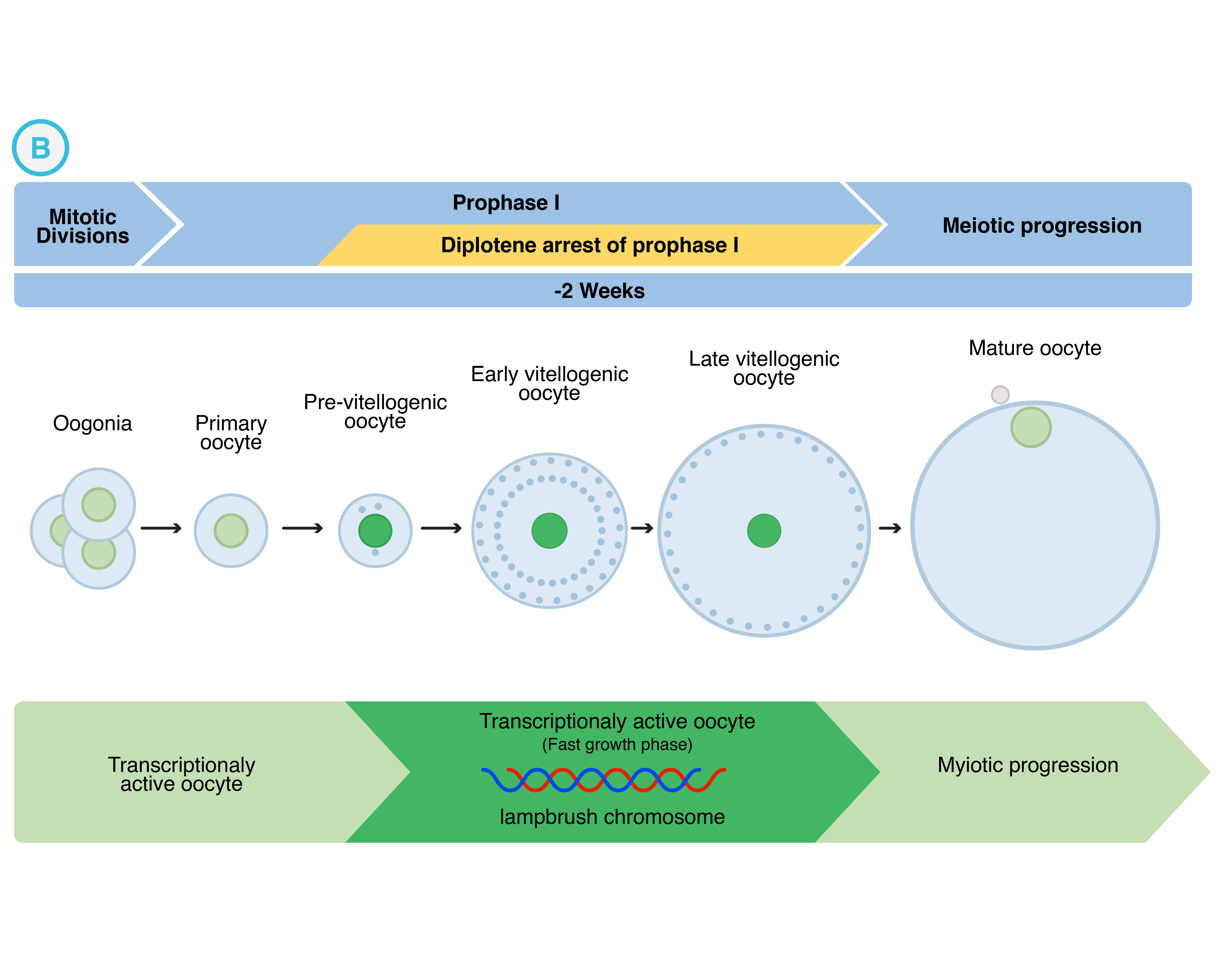 Anatomi Sistem Embriologi