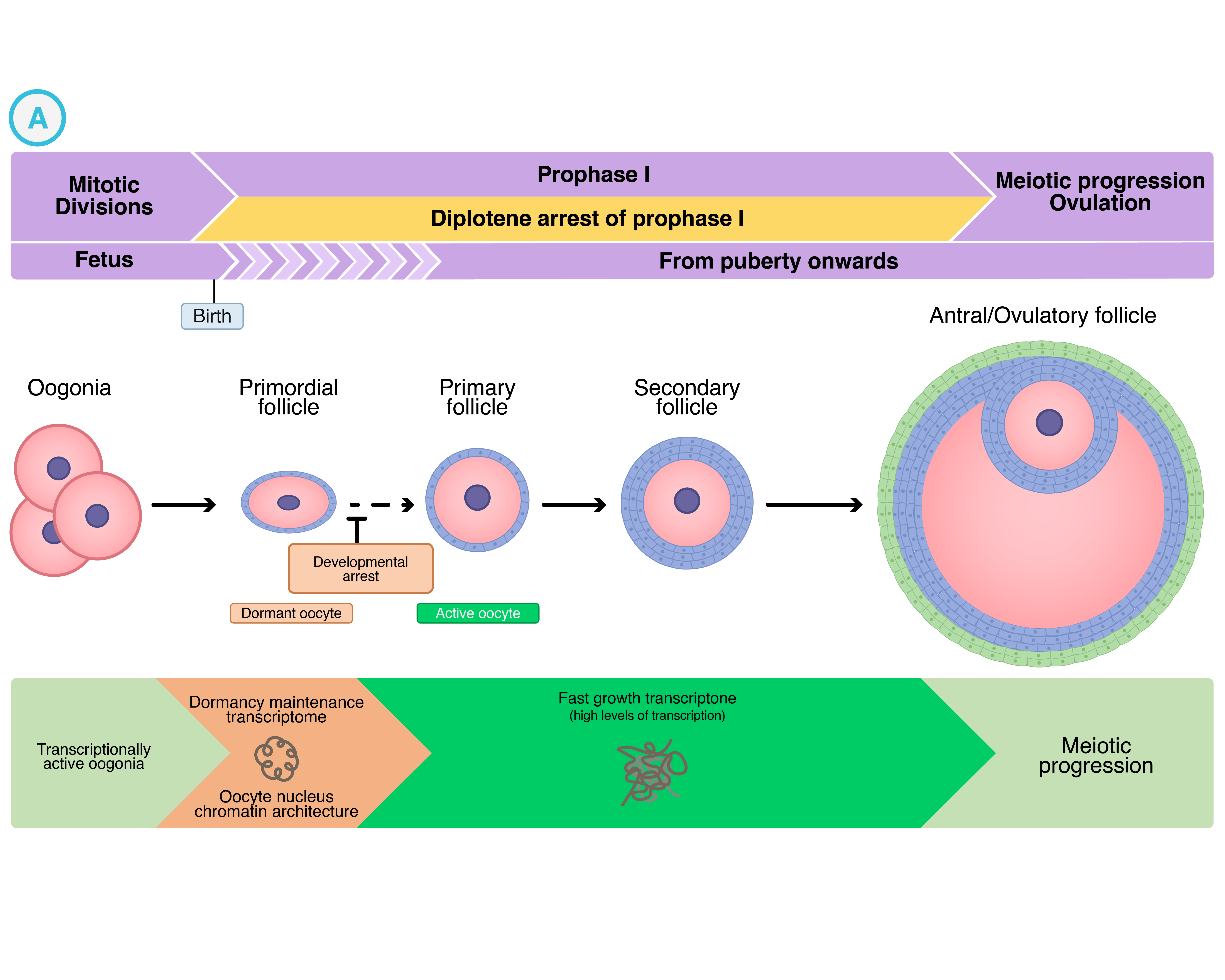Anatomi Sistem Embriologi