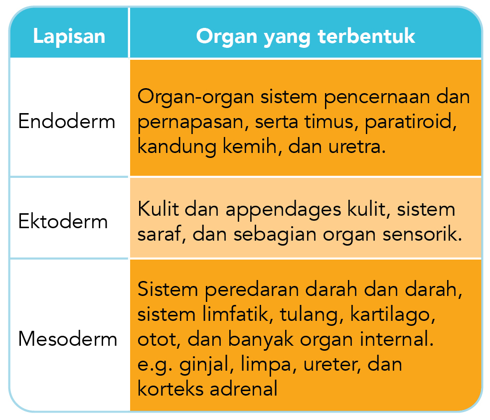 Fisiologi embriologi