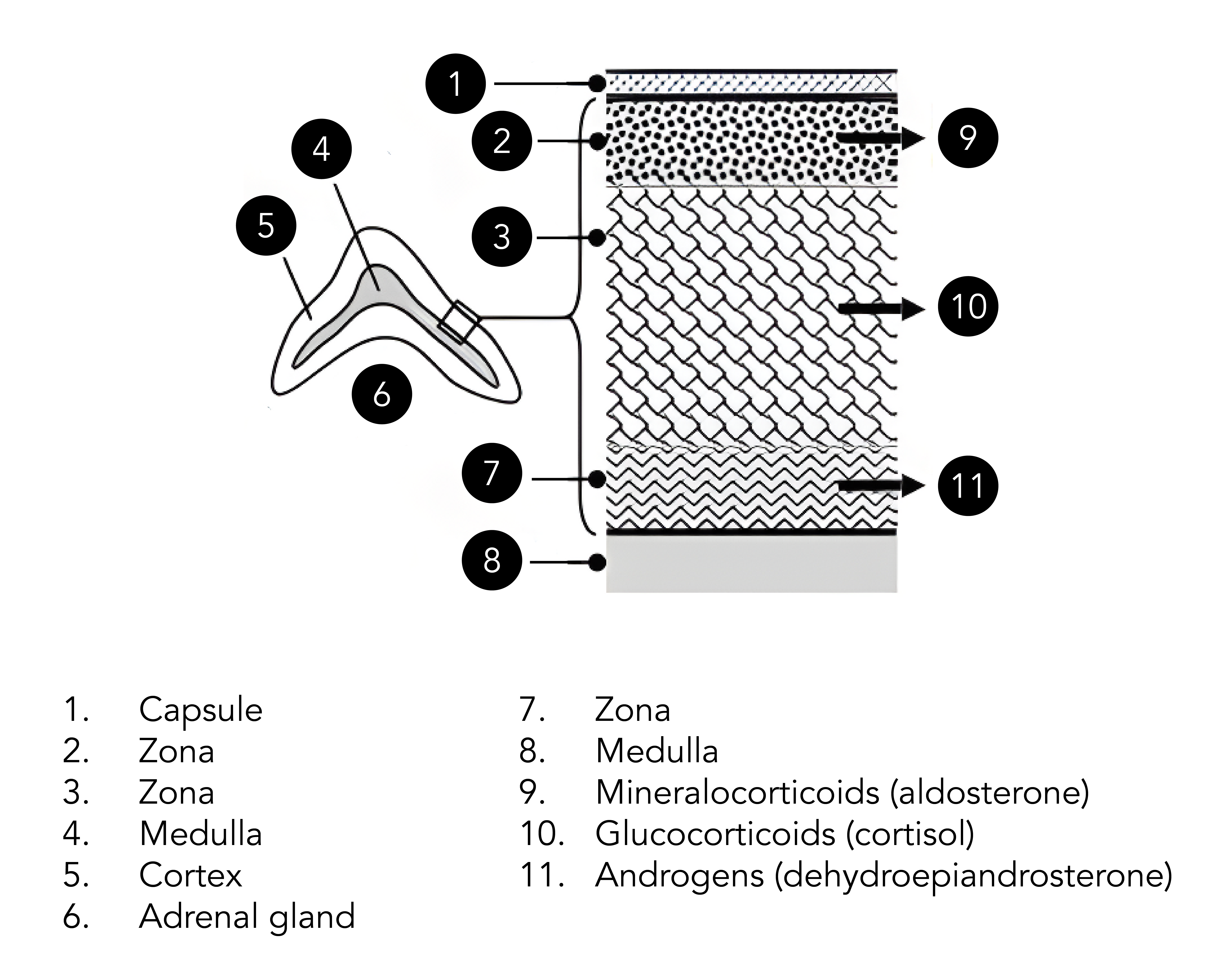 NSAID & Kortikosteroid