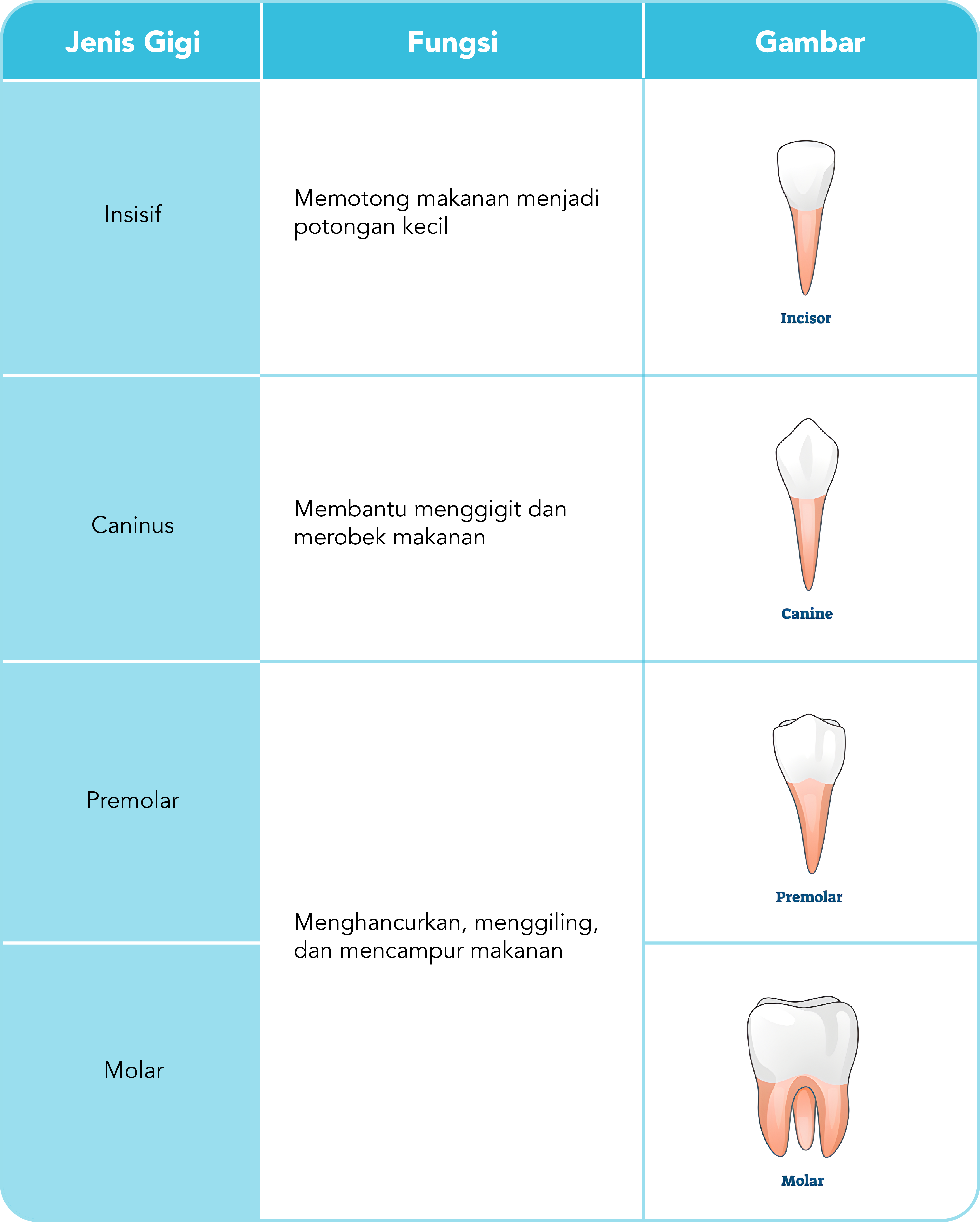 Pencernaan pada Rongga Mulut