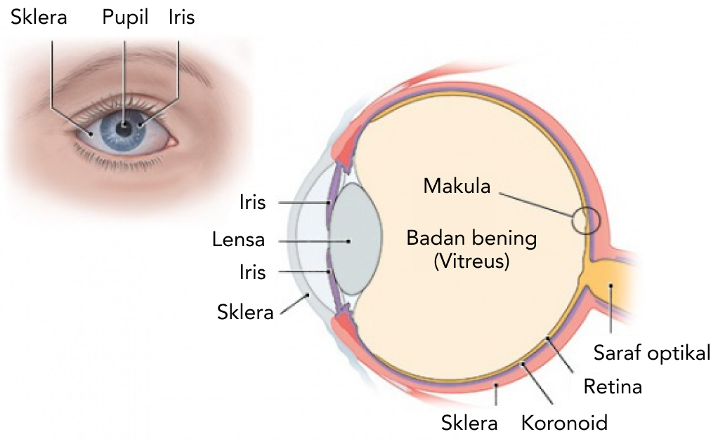 Pengaturan Sistem Sensorik / Indera