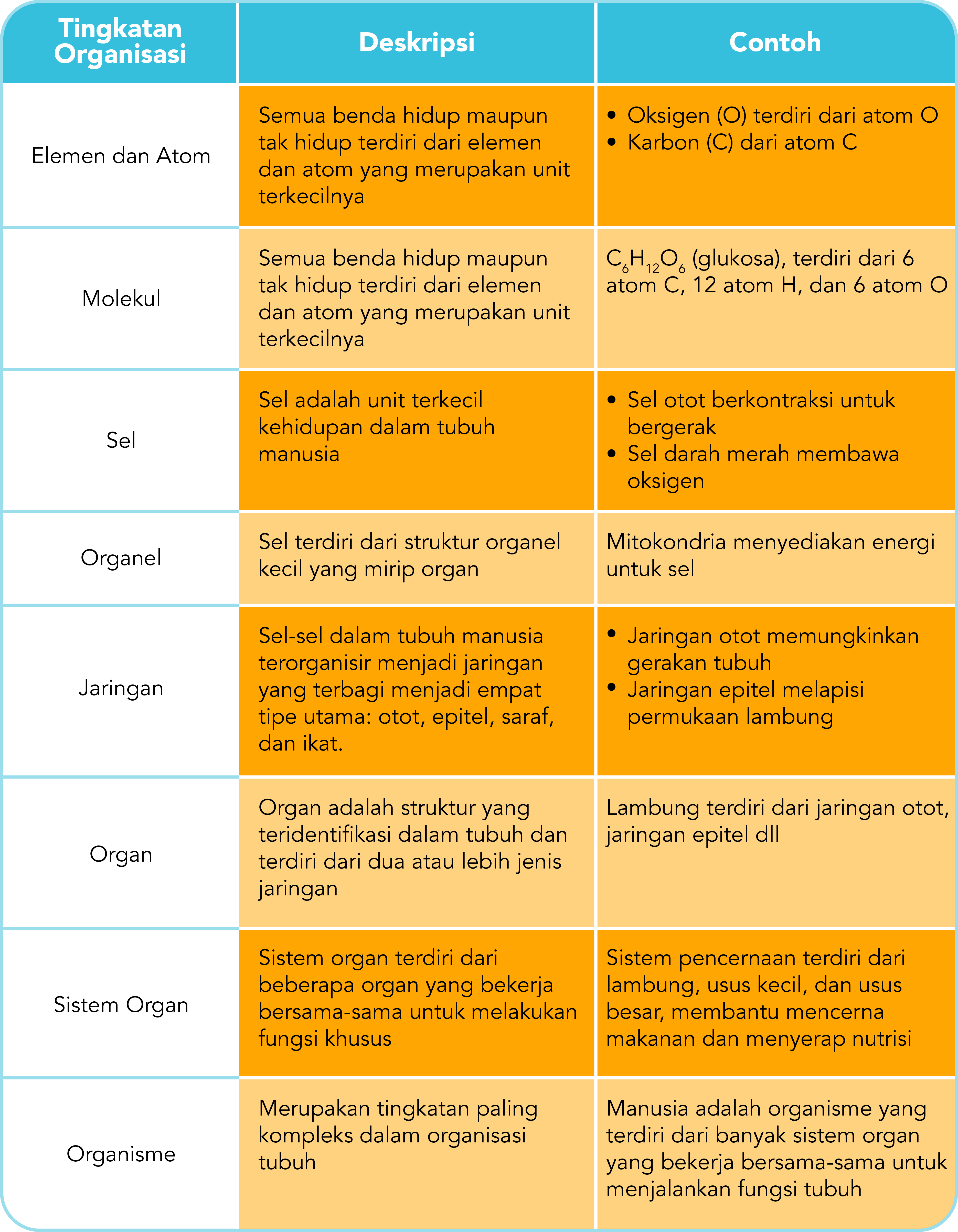 Organisasi Tubuh Manusia