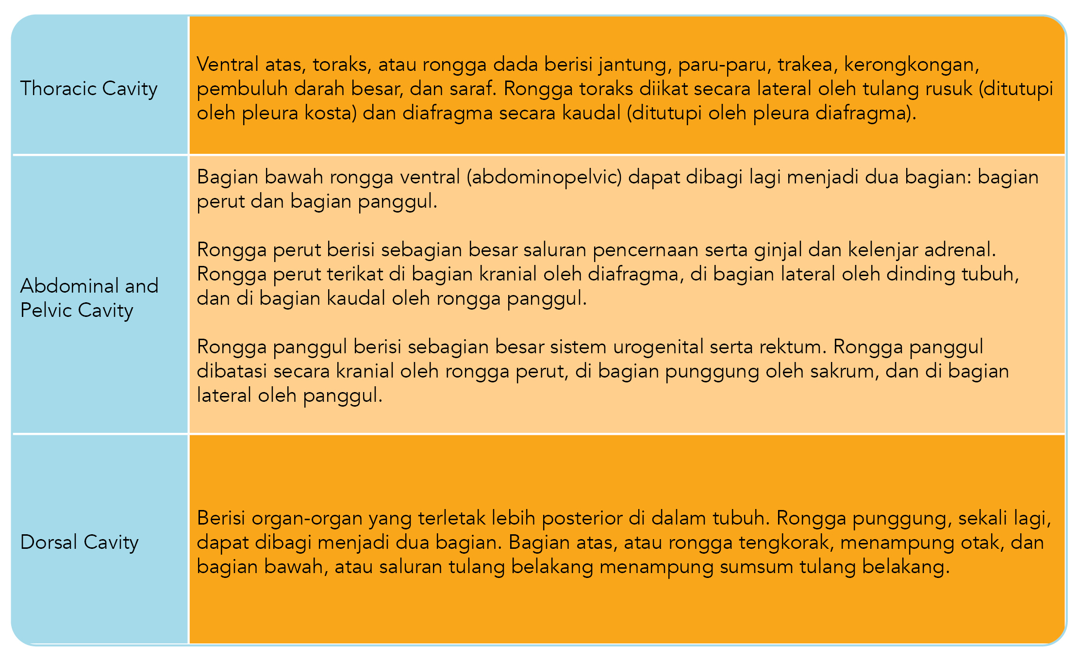 Anatomi Sistem Integumentum dan Cavitates