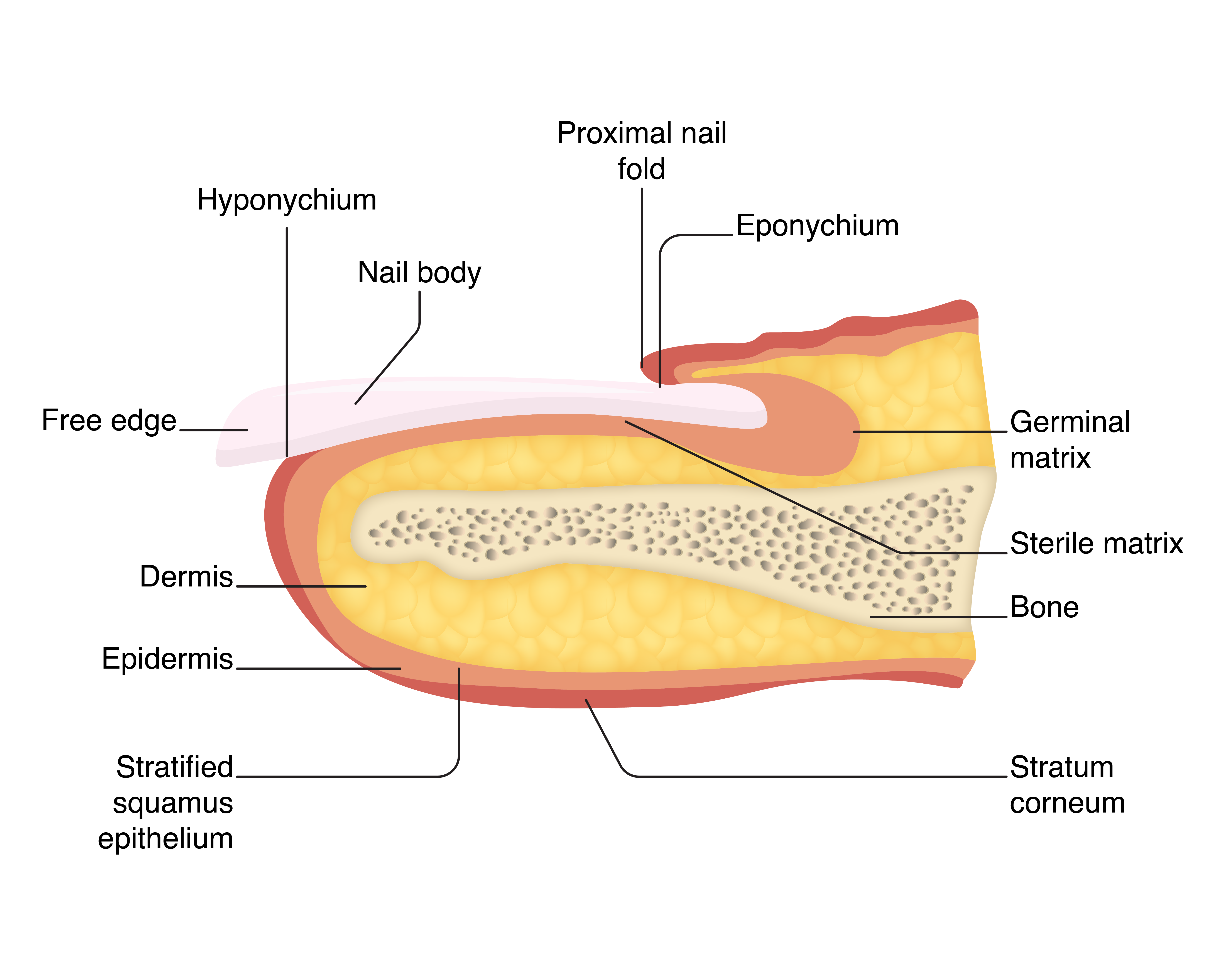 Histologi Sistem Integumentum